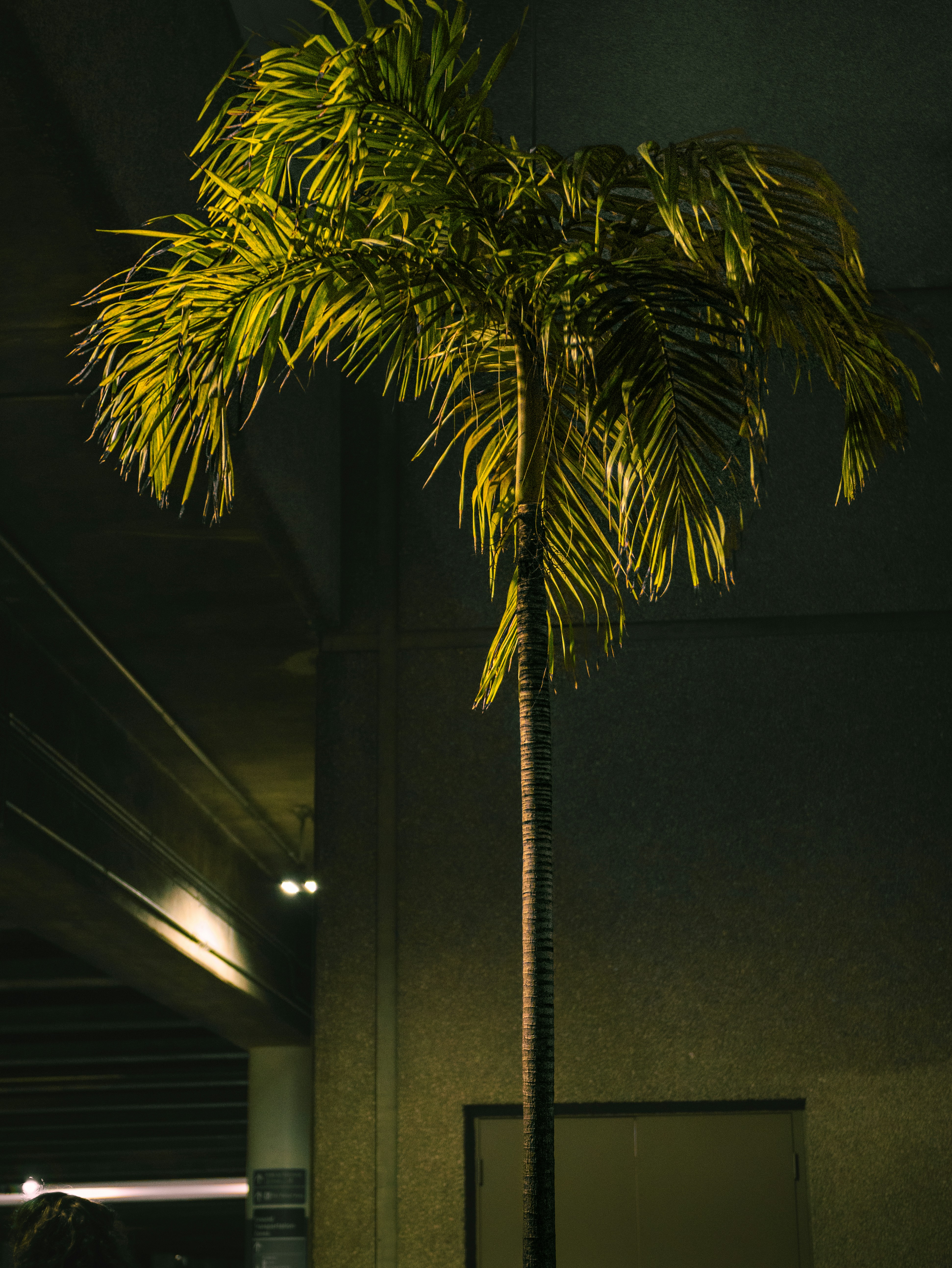 Tall palm tree lit by warm artificial light stands in a dark parking garage, with concrete walls and a doorway in the background.