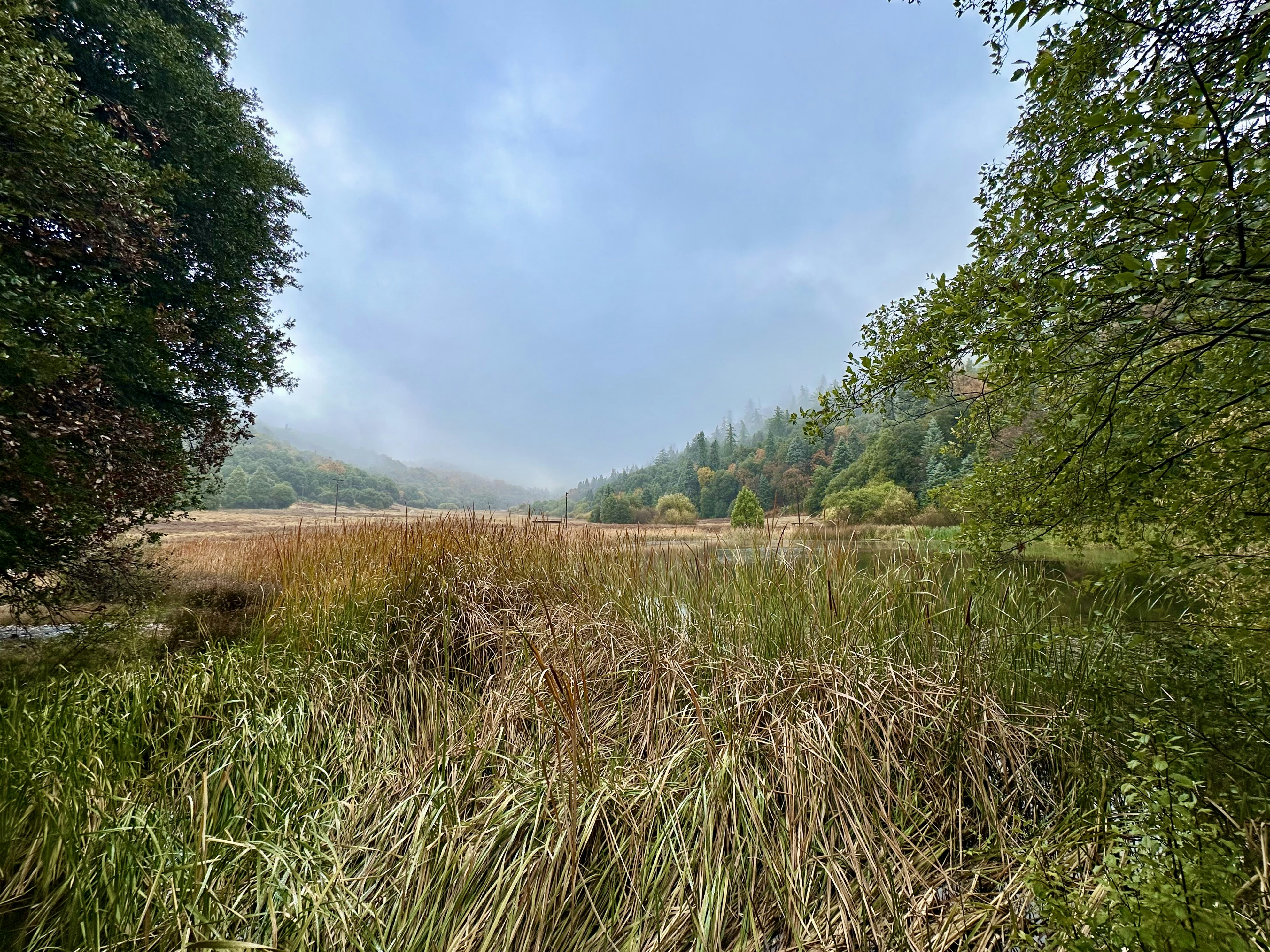 Mist Over the Meadow: A Quiet Convergence of Grass, Forest, and Fog