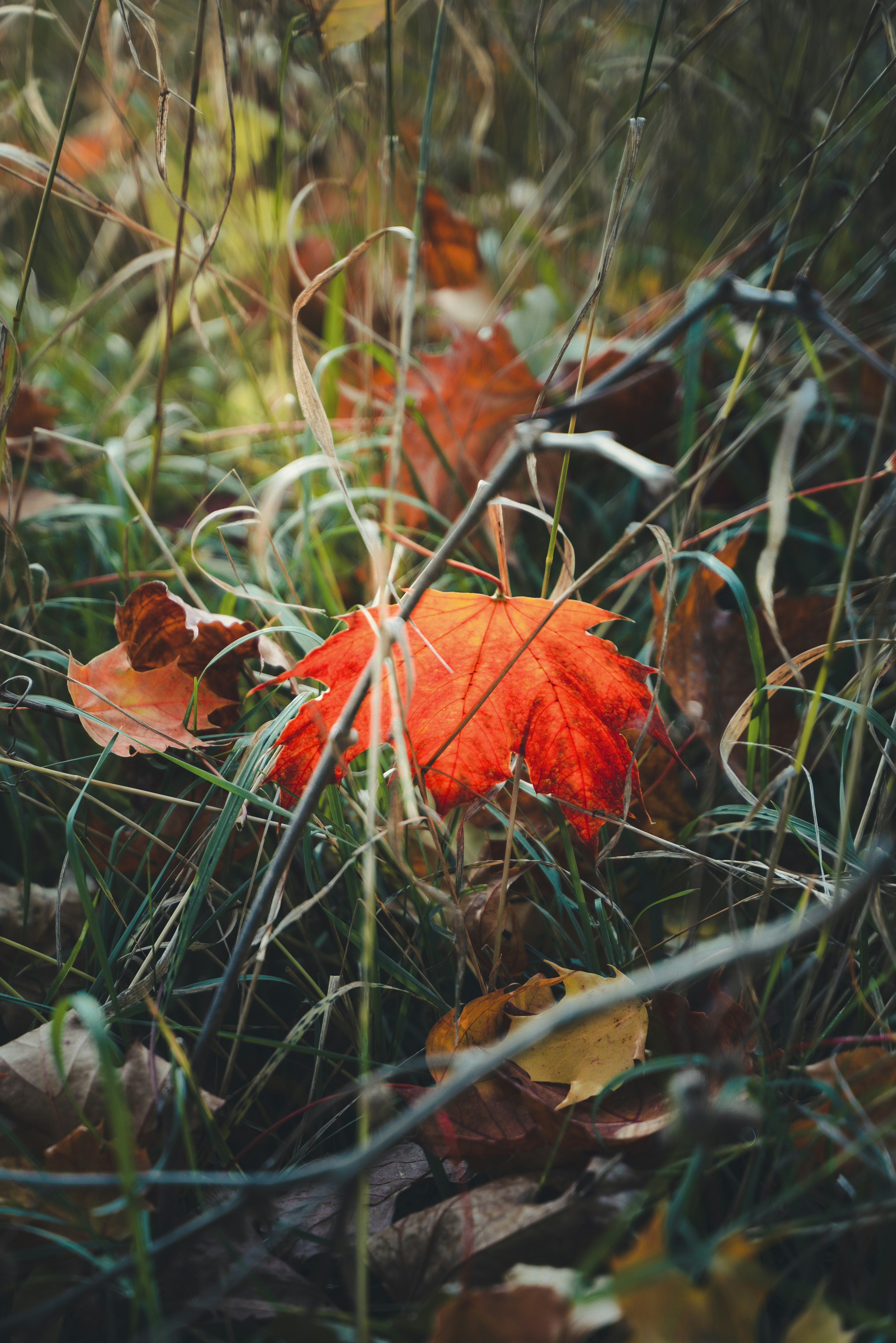 A red leaf sitting on top of a lush green field