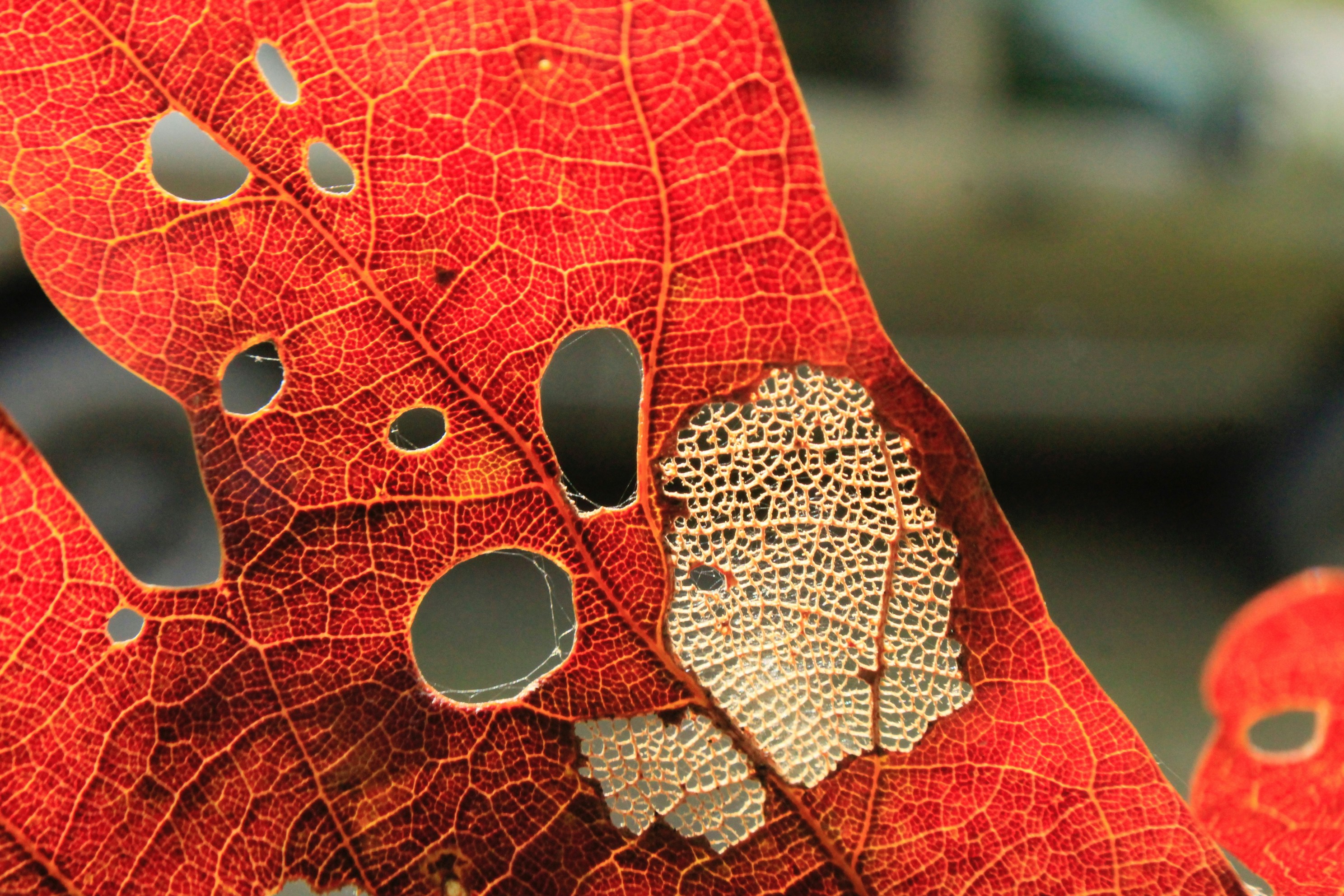 Crimson Veinwork: Macro Portrait of a Leaf's Lace Skeleton