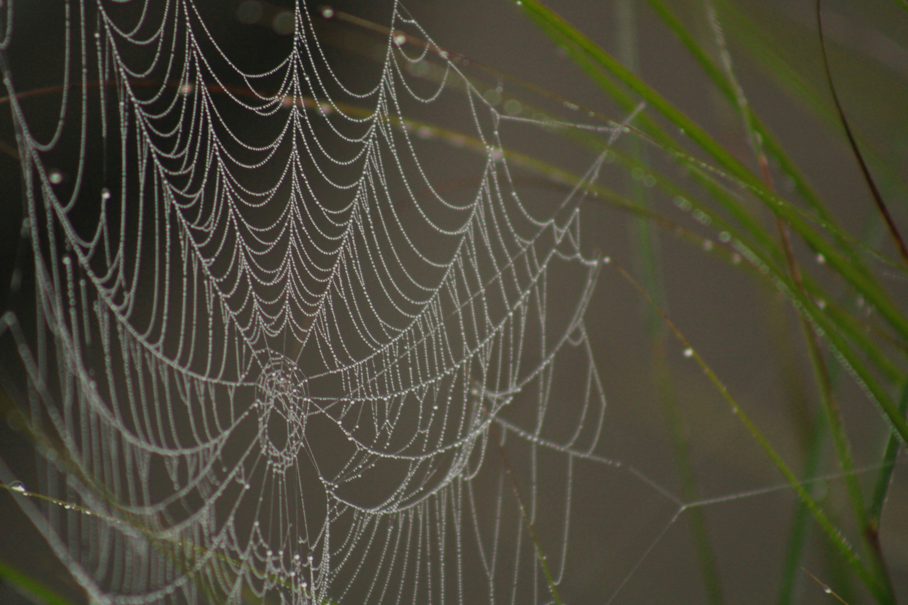 A close up of a spider web with water droplets on it