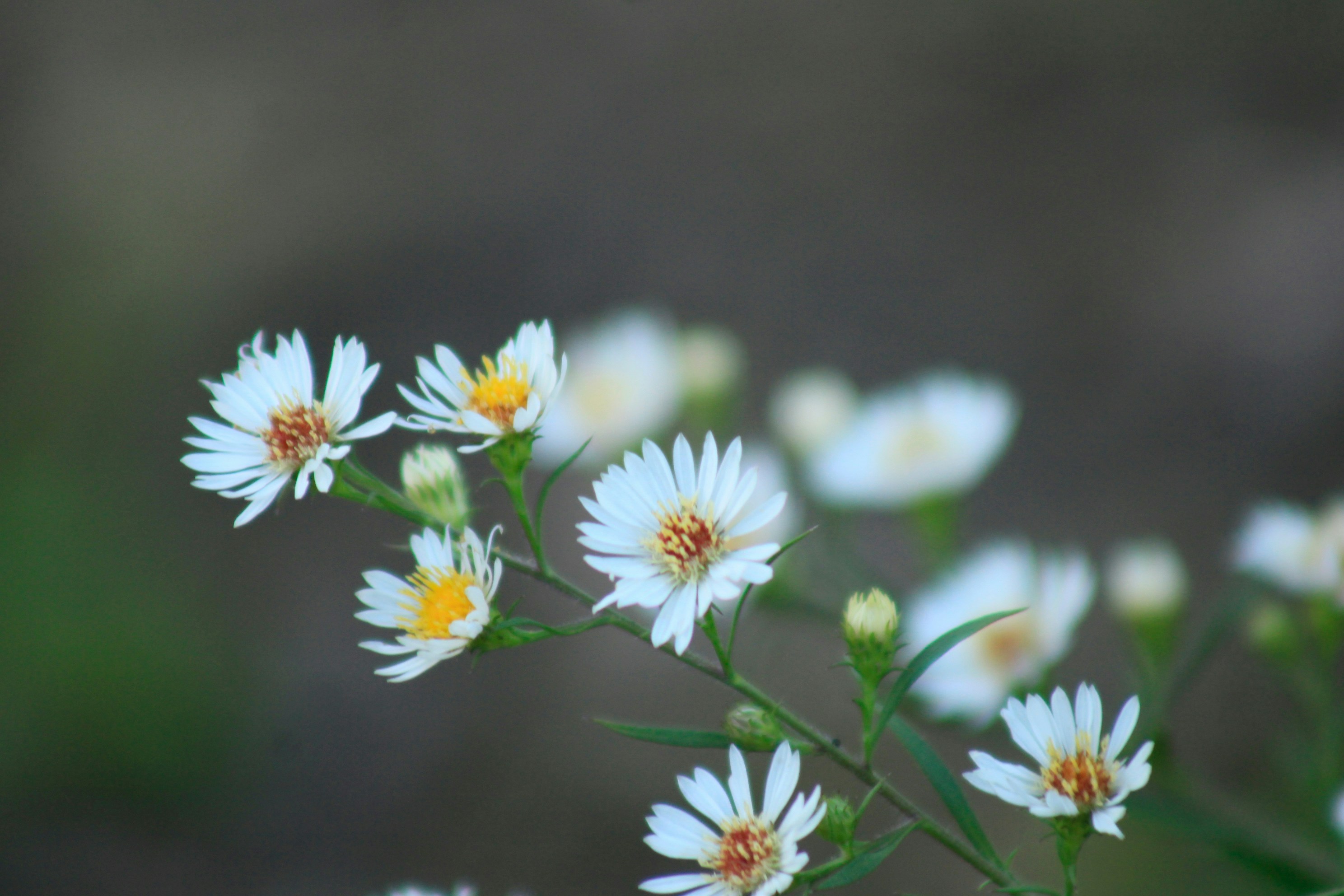 A bunch of white flowers with yellow centers