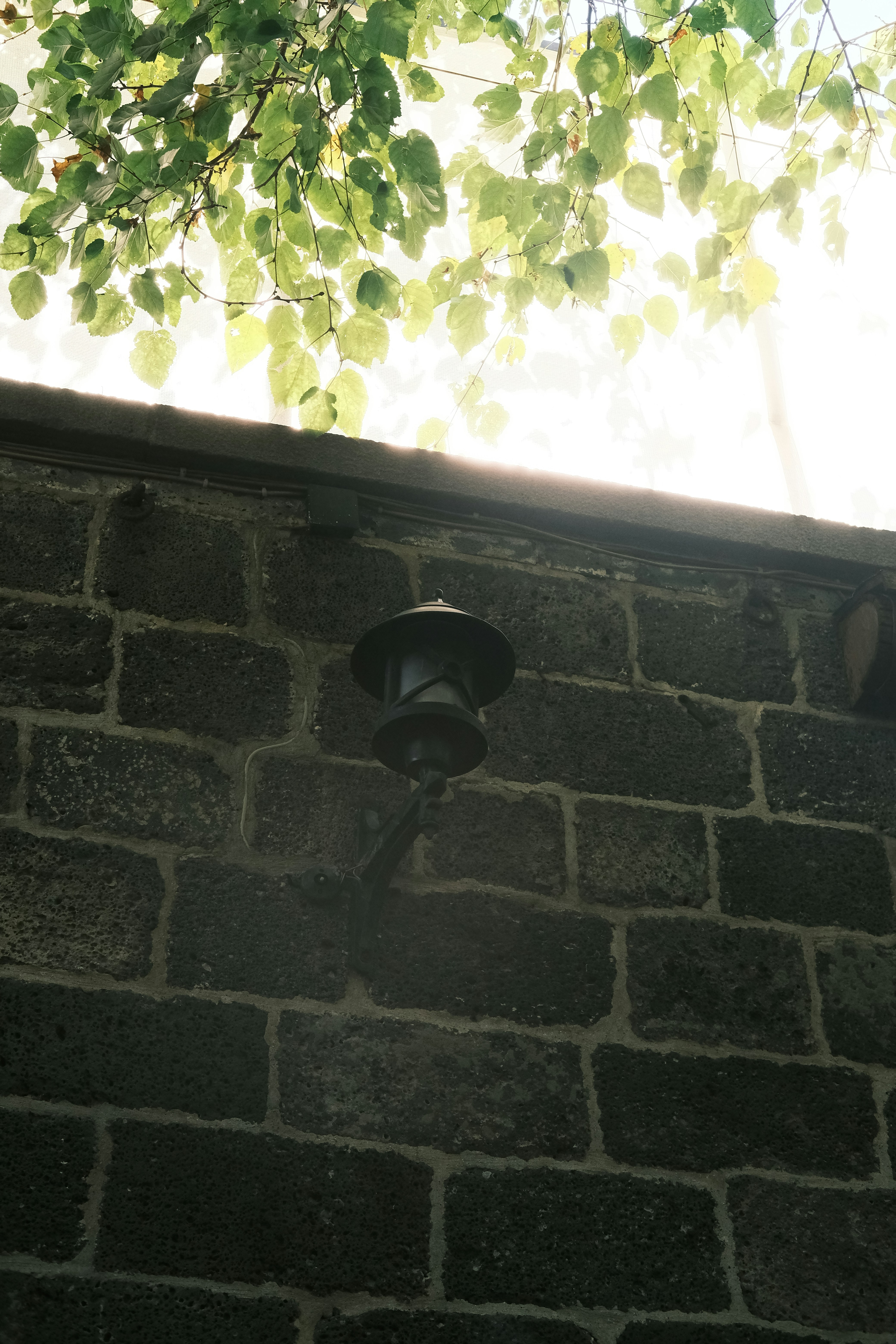 Lantern on a Weathered Brick Wall Beneath a Veil of Sunlit Leaves