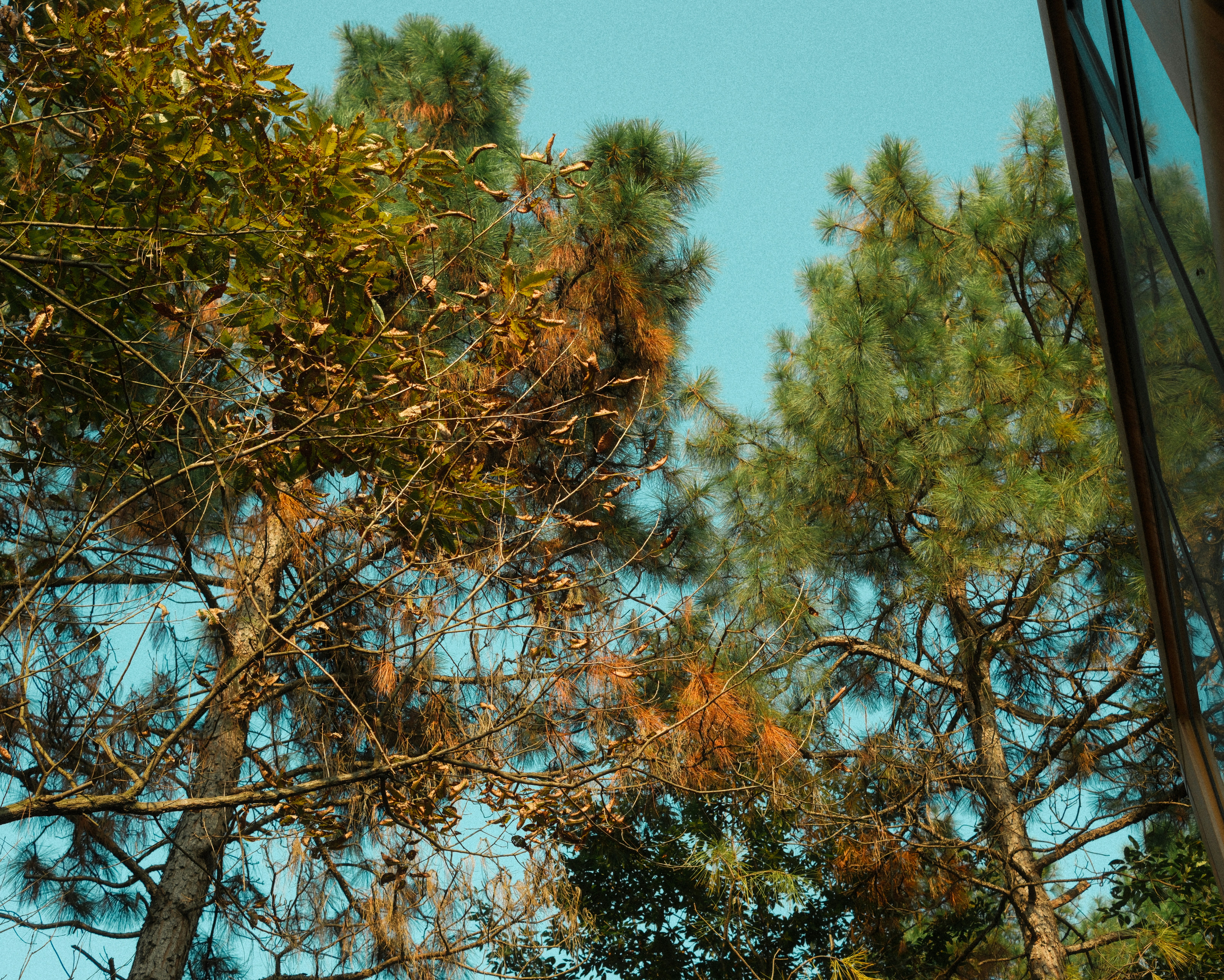 Tall pine trees reach skyward with a clear blue backdrop.