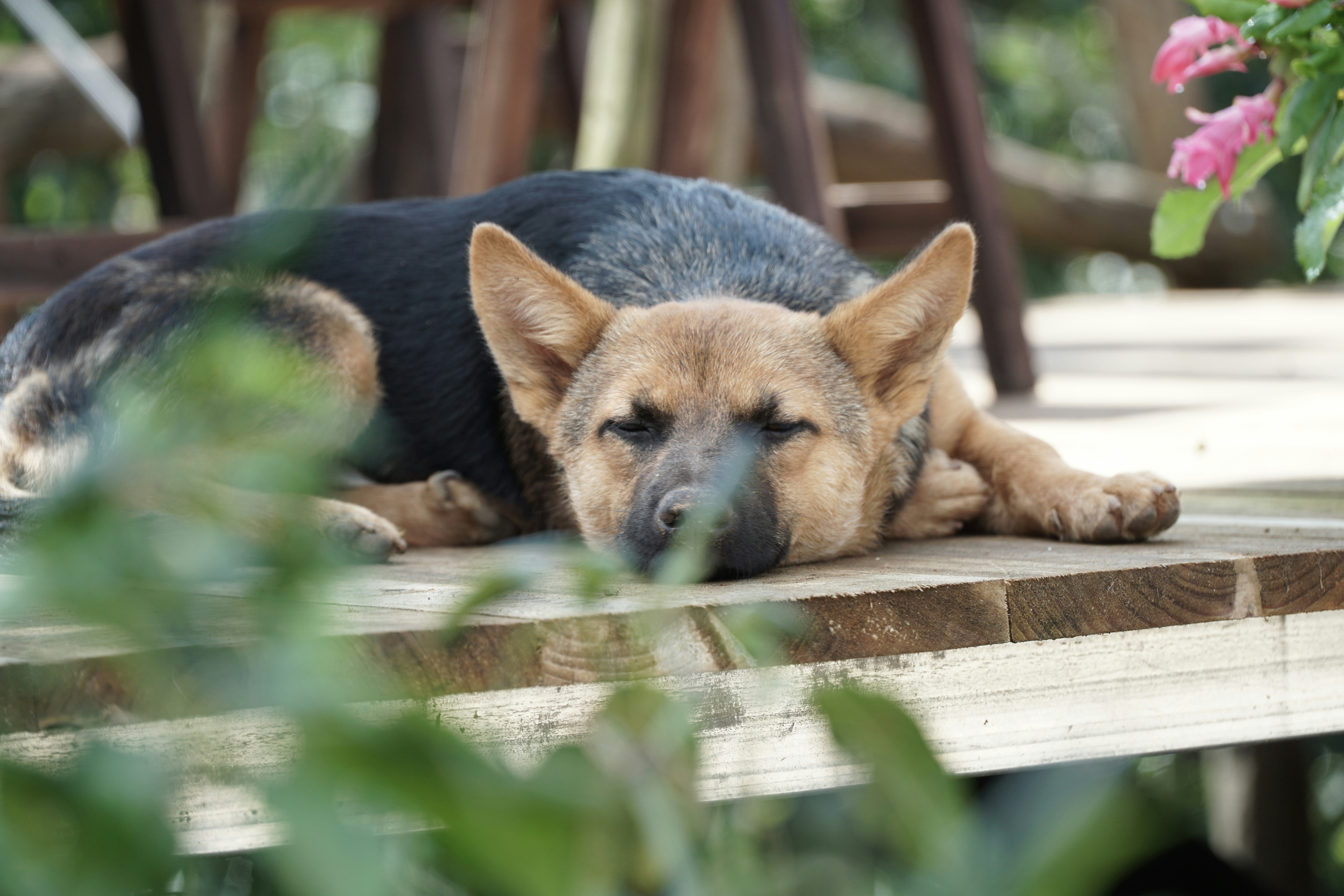 Porch Reverie: A Dozing Canine in Sunlit Calm