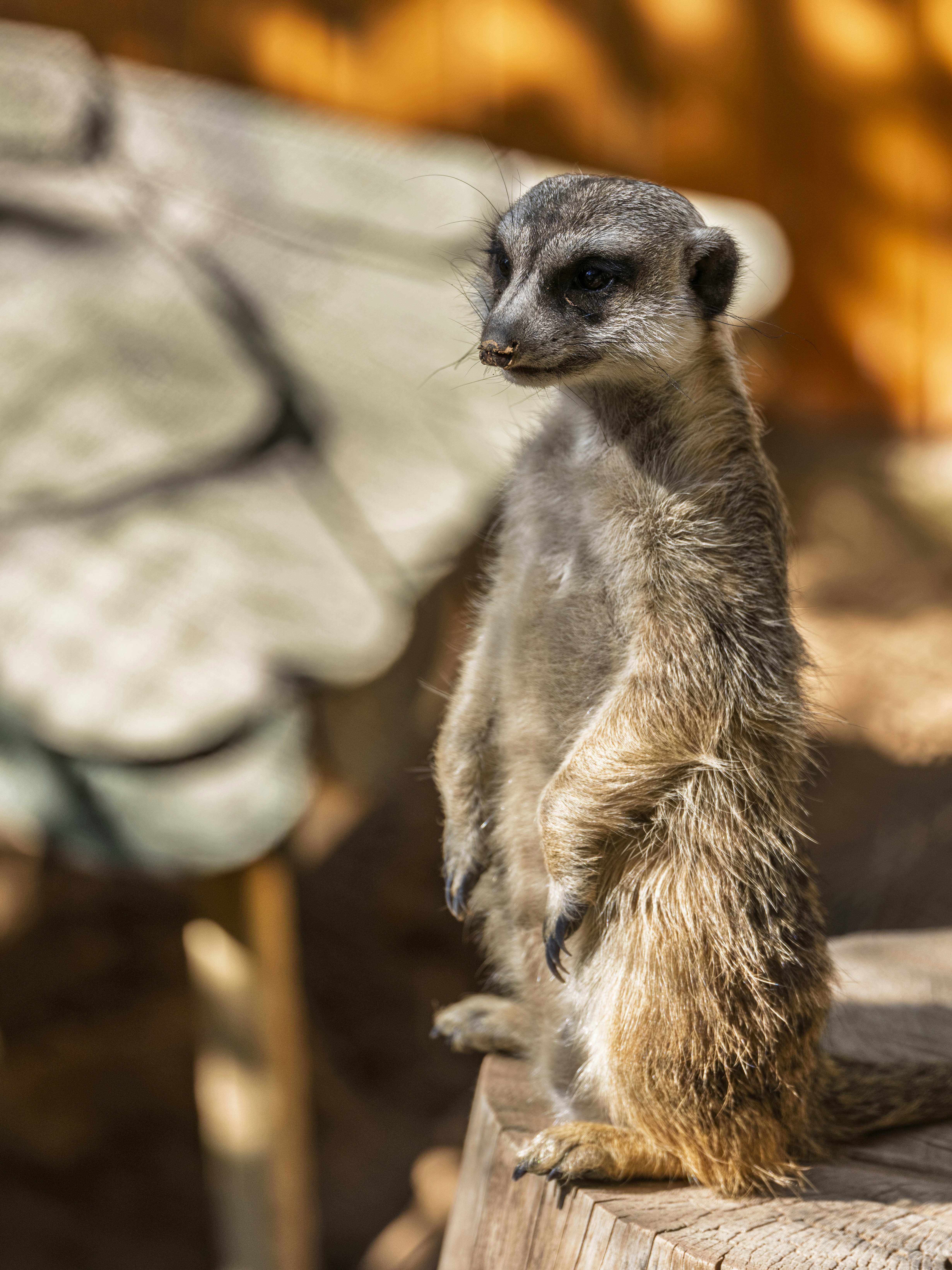 On the Lookout: A Sunlit Meerkat Perches on a Weathered Post