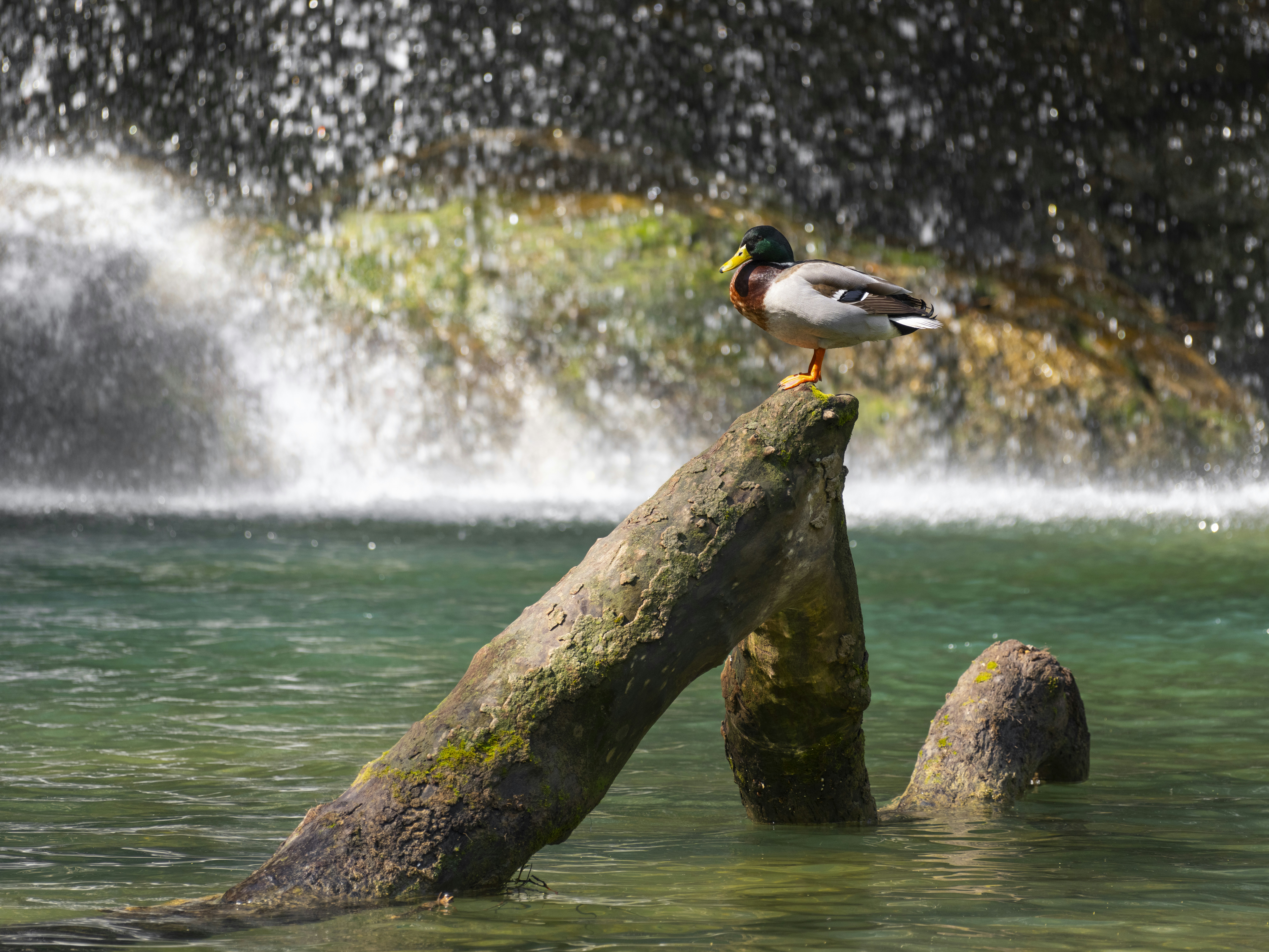 Rock-Perched Mallard: A Quiet Moment Above Green Water and Spray