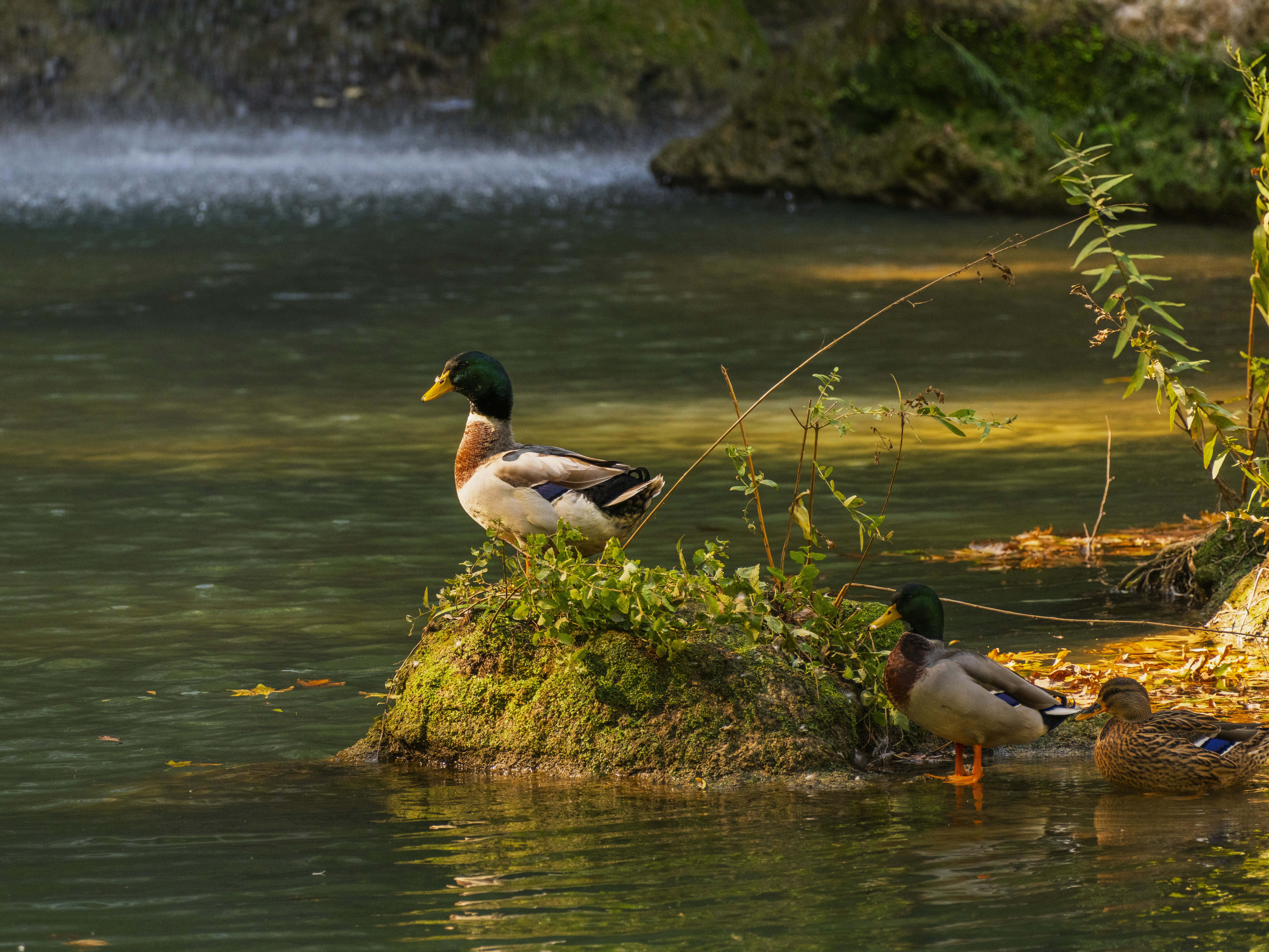 Mallard on a Mossy Islet: Sunlit River Portrait
