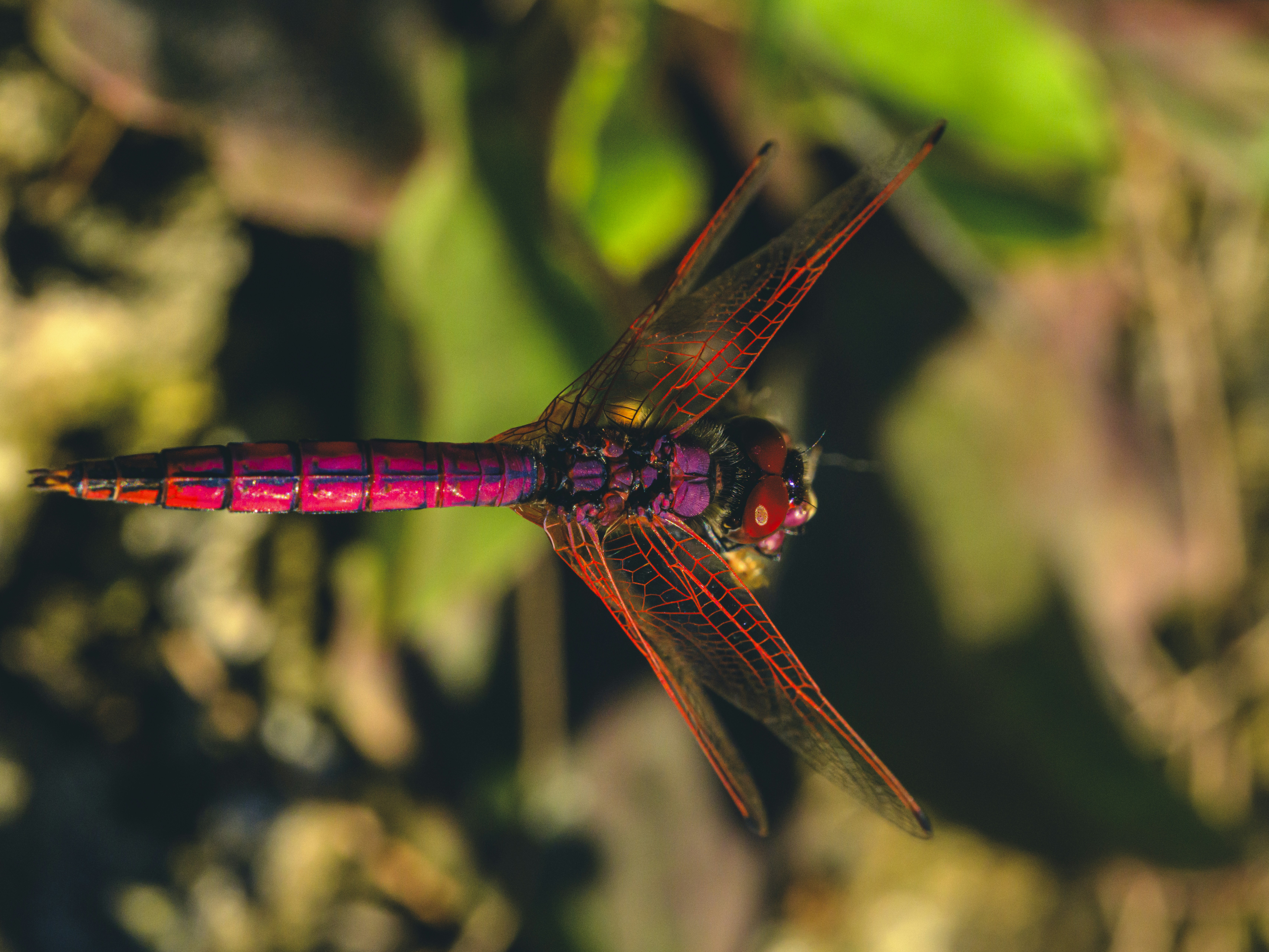 Crimson Dragonfly: Iridescent Wings in Quiet Garden Light