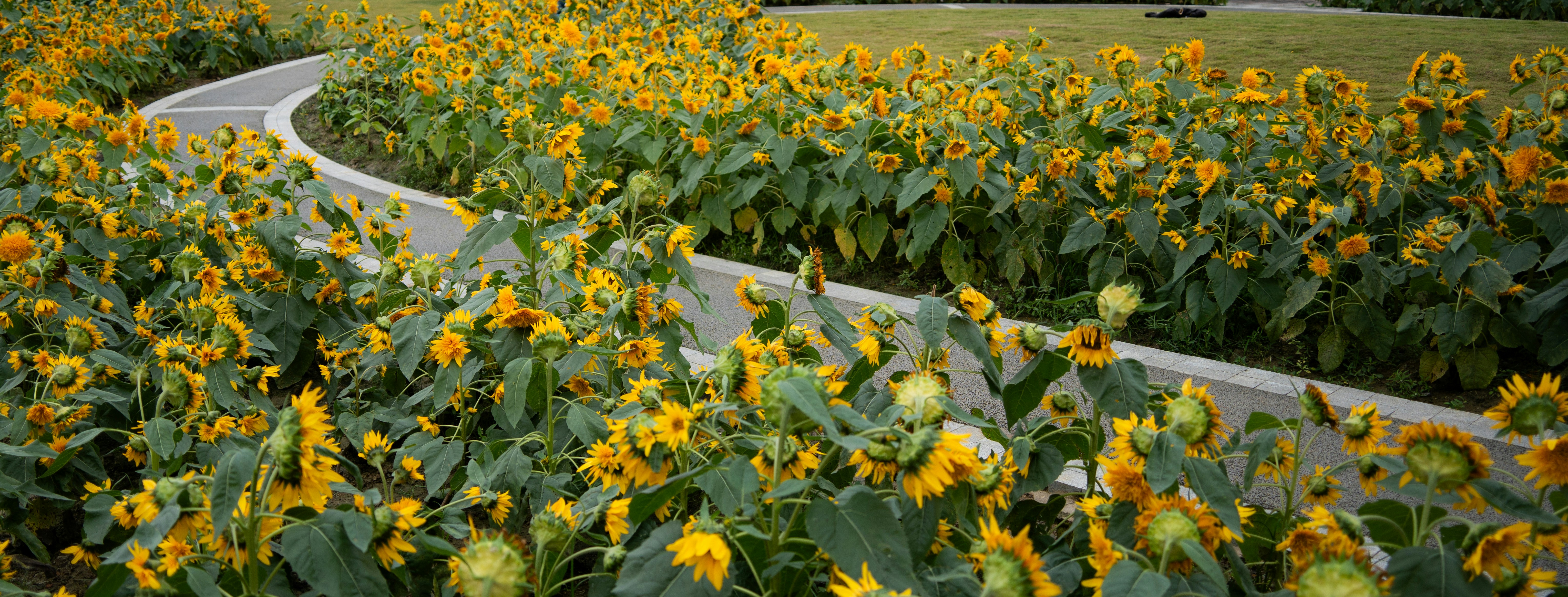 Sunlit Sunflowers along a Winding Path