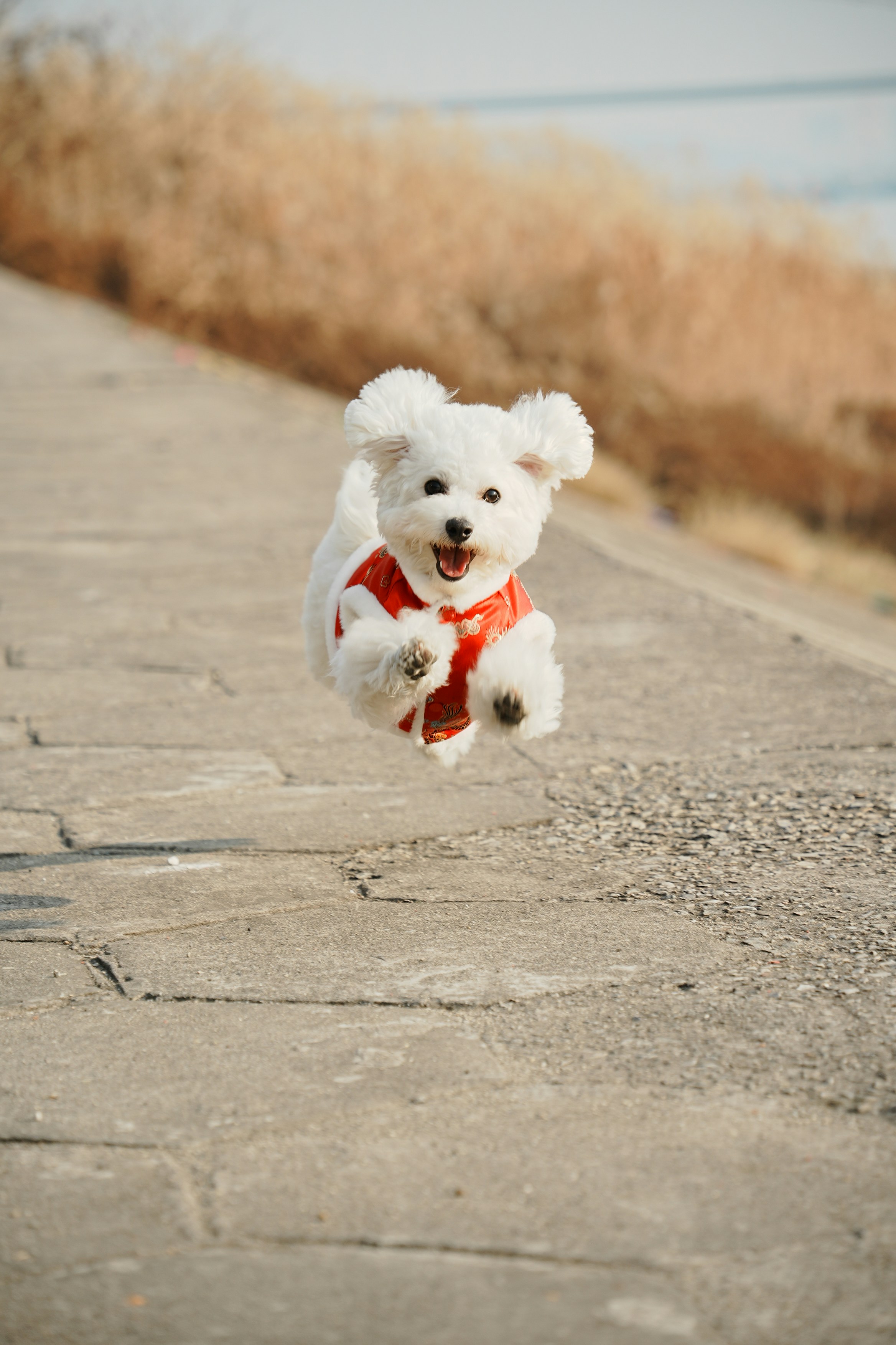 Mid-Air Mischief: A fluffy white pup leaps toward the camera along a sunlit riverside path