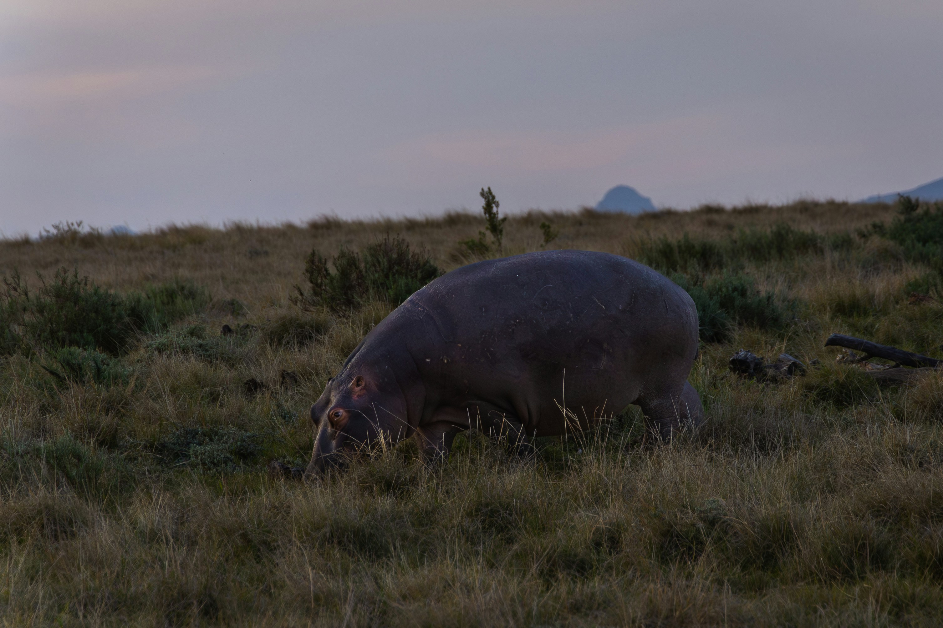A hippopotamus eating grass in a field photo – Free Hippo Image on Unsplash