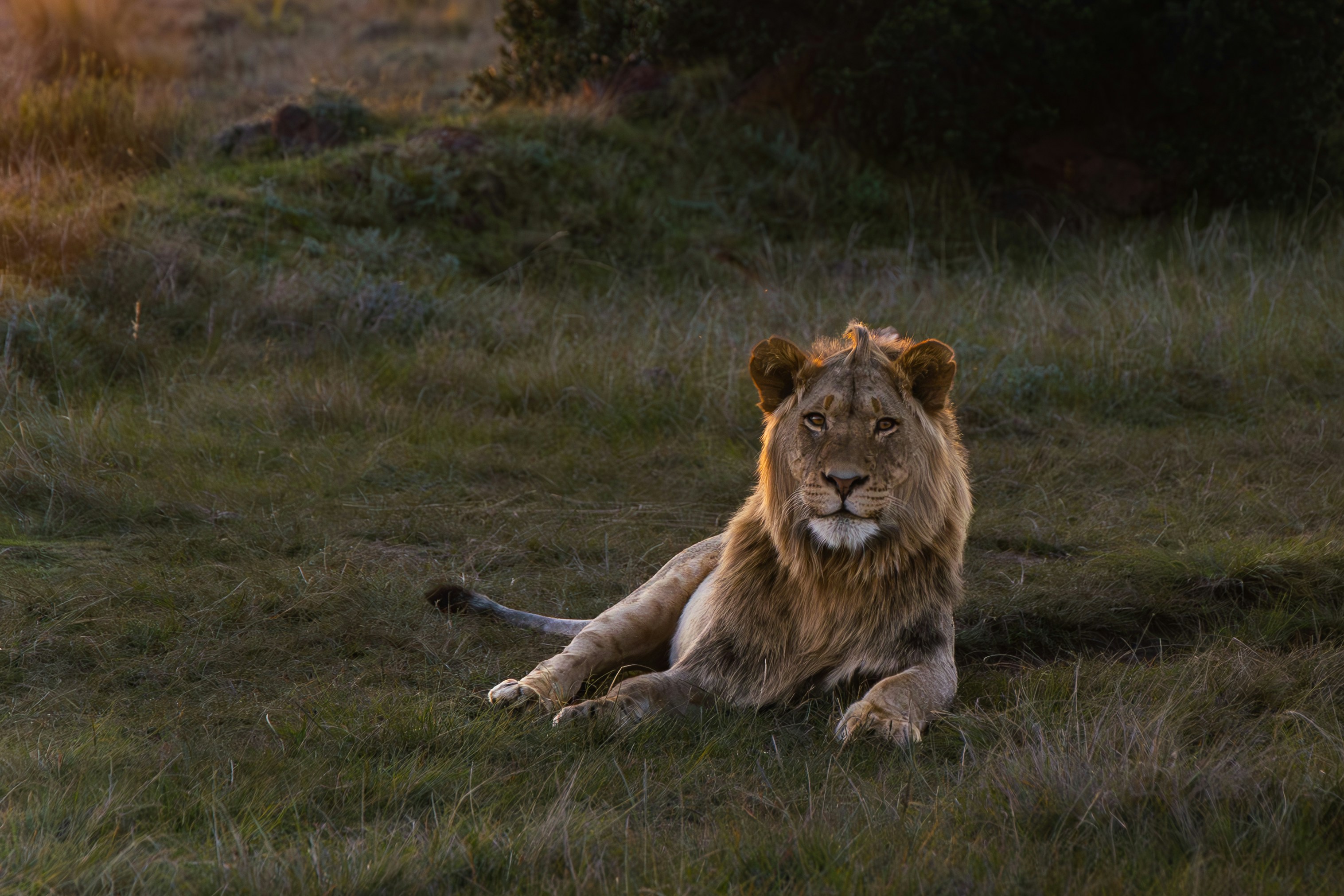 Dusk-Kissed Majesty: A Lion at Rest in Gold-Tinted Grass