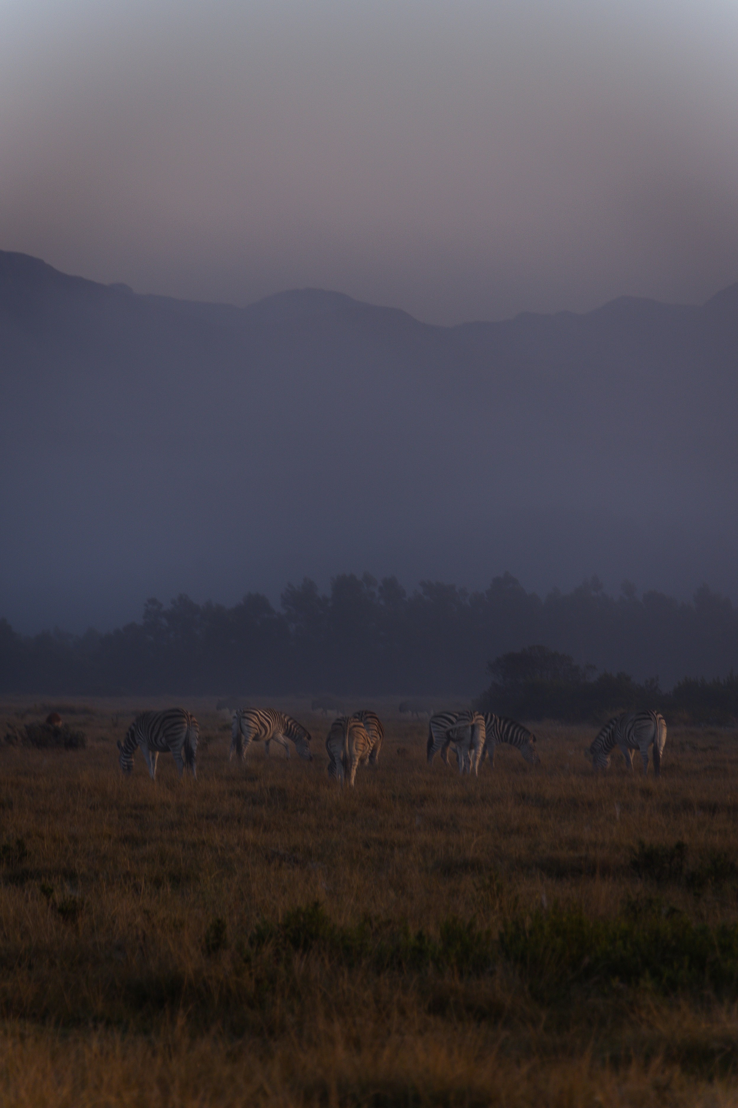 Herd of Zebras at Dusk on a Grassland Plain