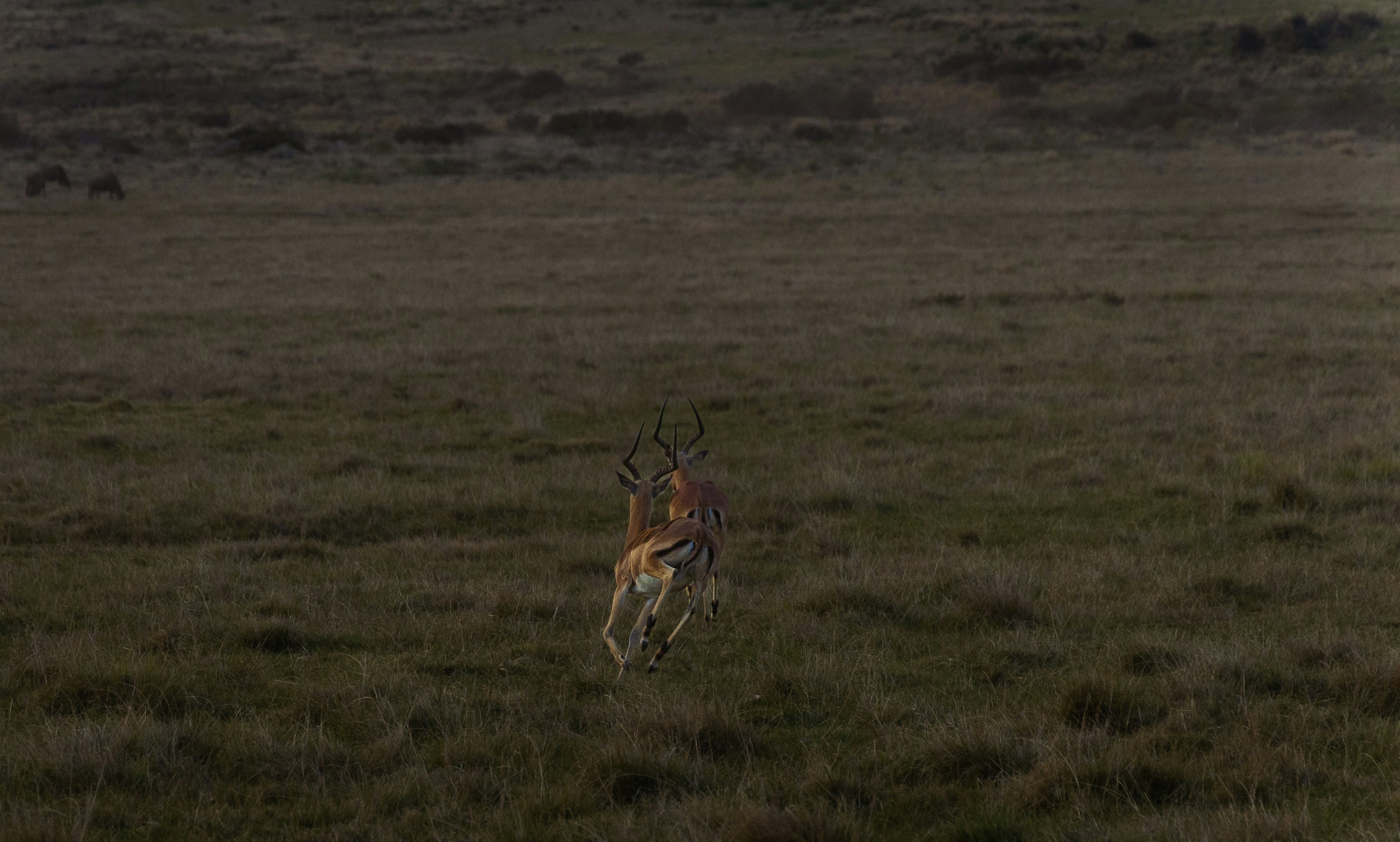 A gazelle running through a grassy field at night