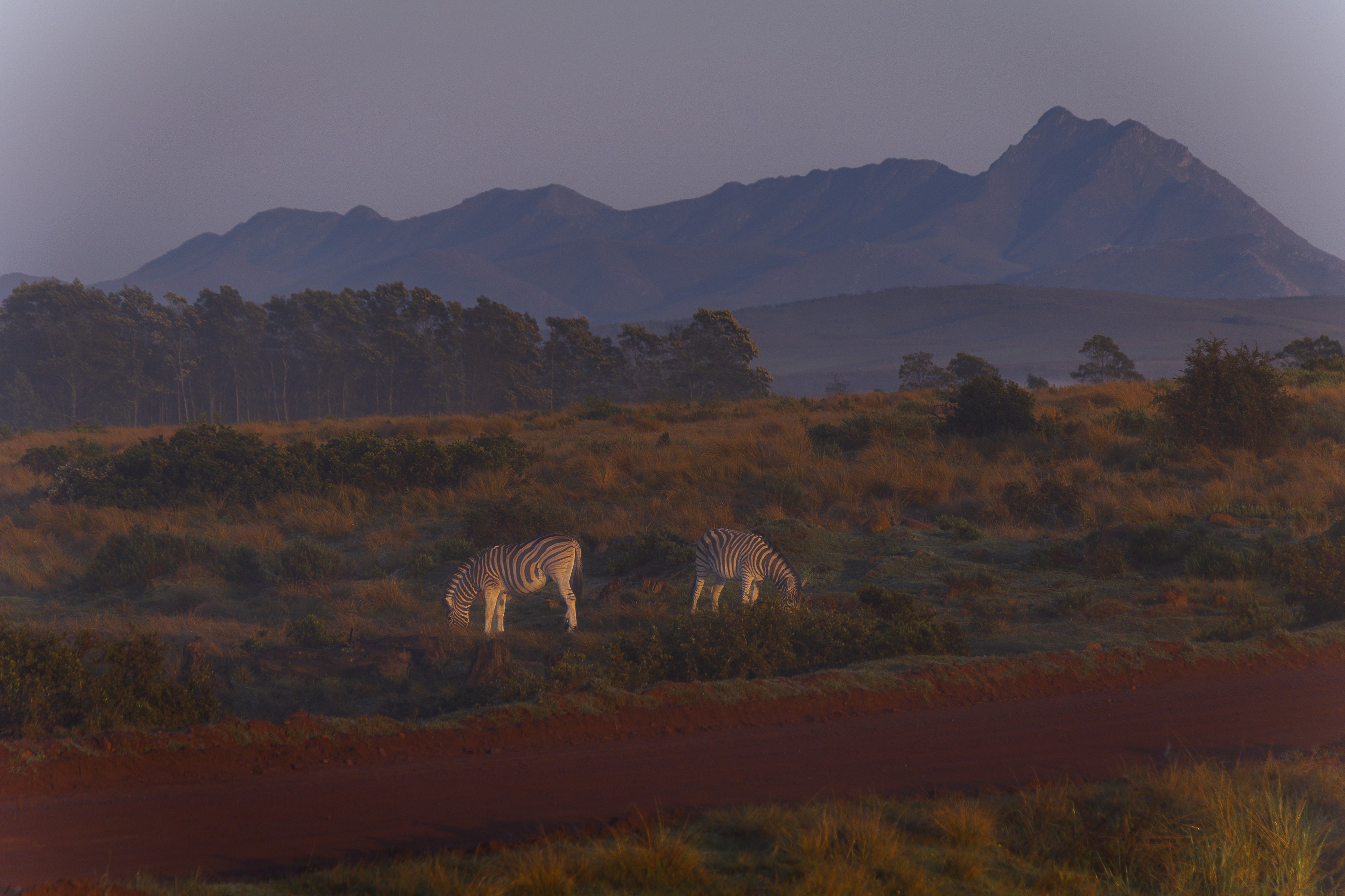 Dawn Reverie: Zebras on a Mist-Kissed Savanna
