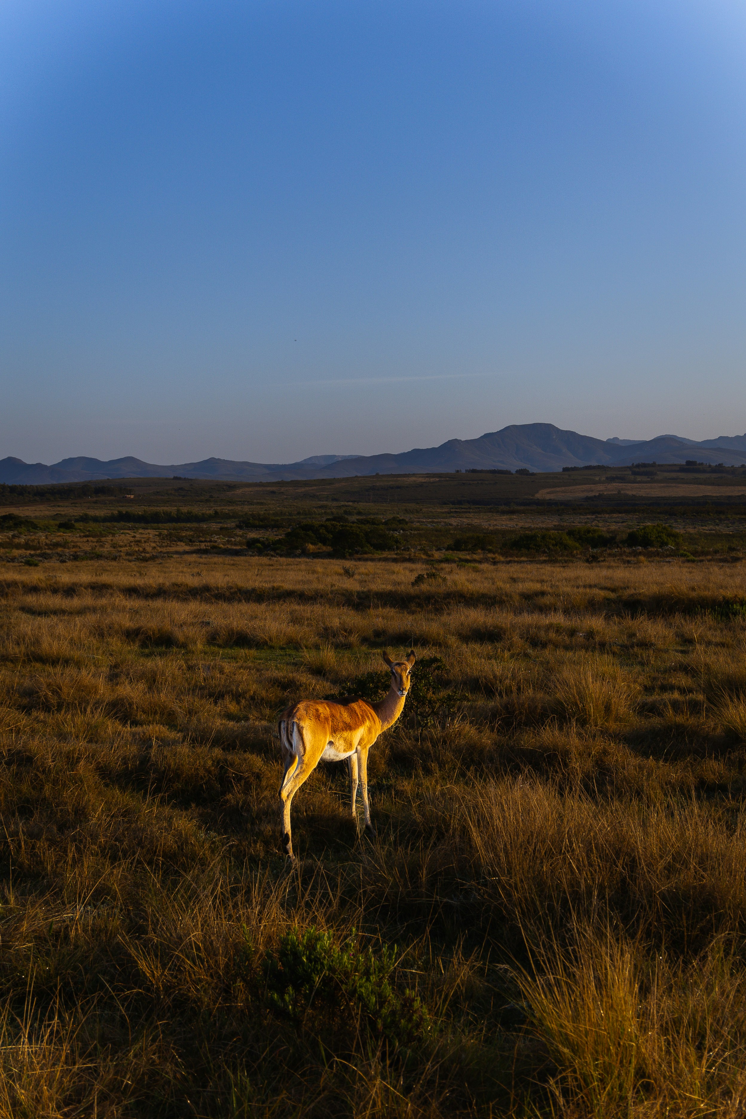 Grazing Llama at Dusk: A Quiet Arc Across the Grassland