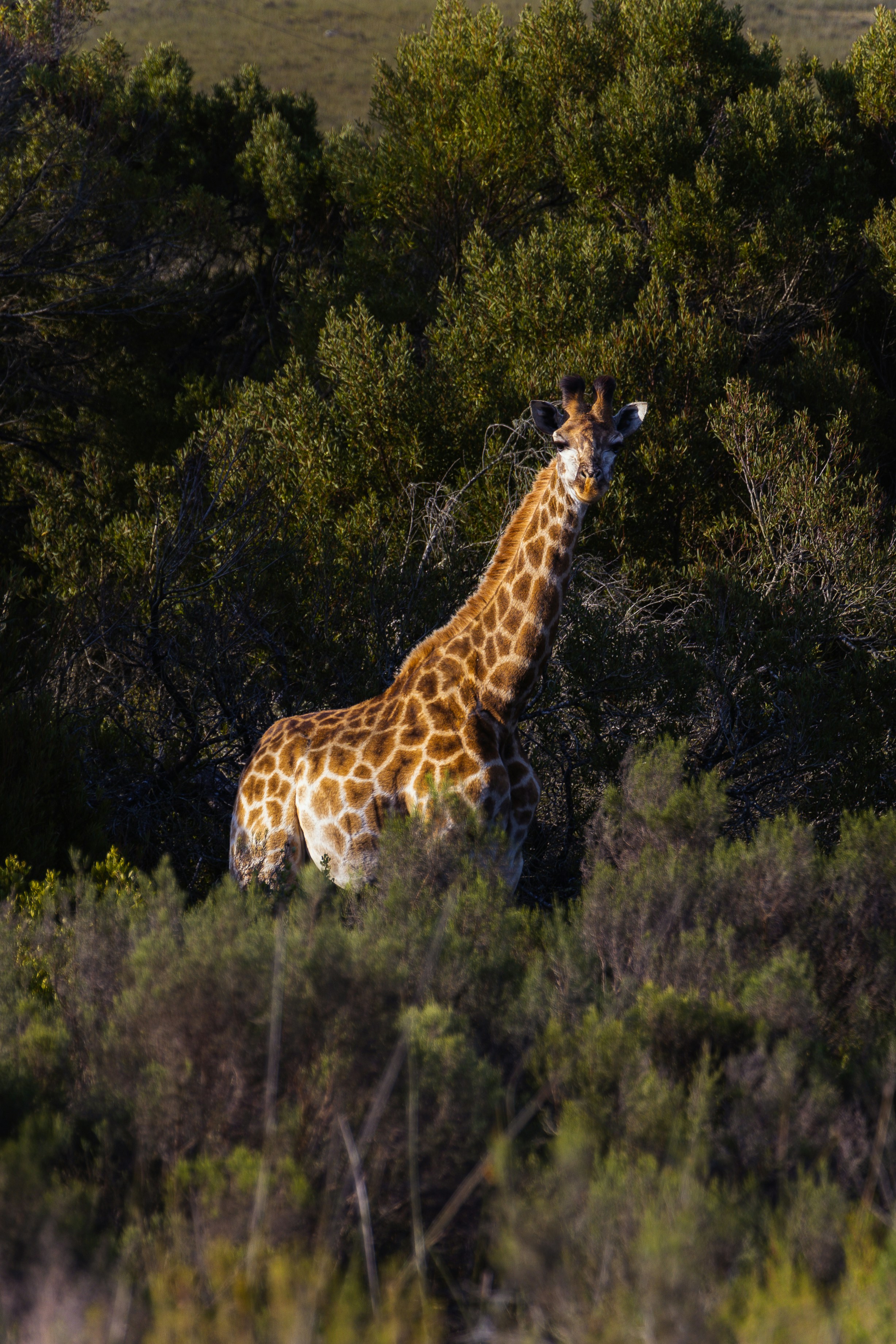 Sunlit Giraffe in the Scrub: A Quiet Reach Through the Brush