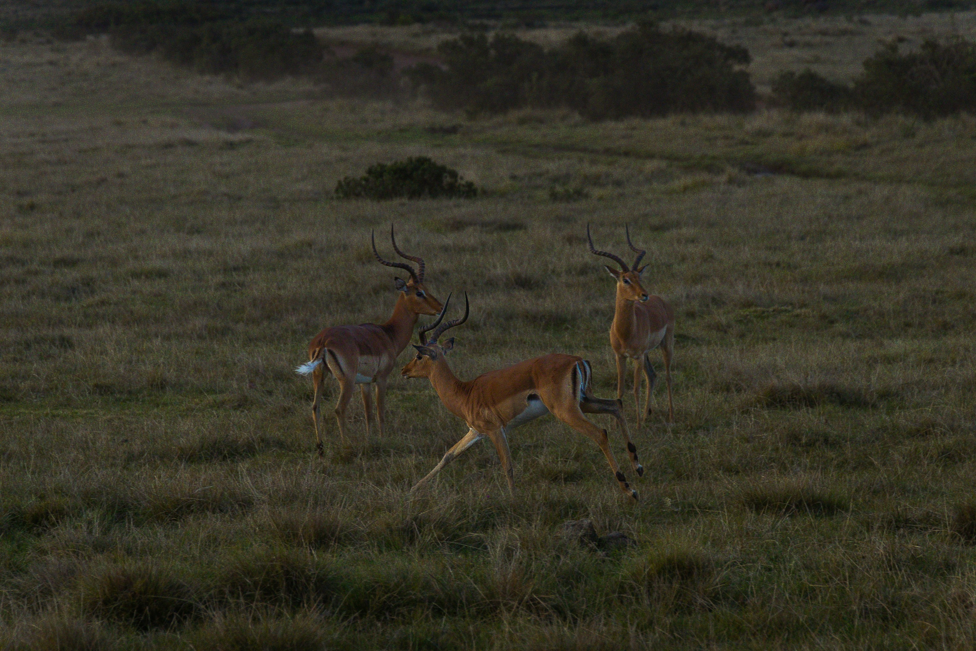 Three sambar stags pause in dim grassland lit by fading light