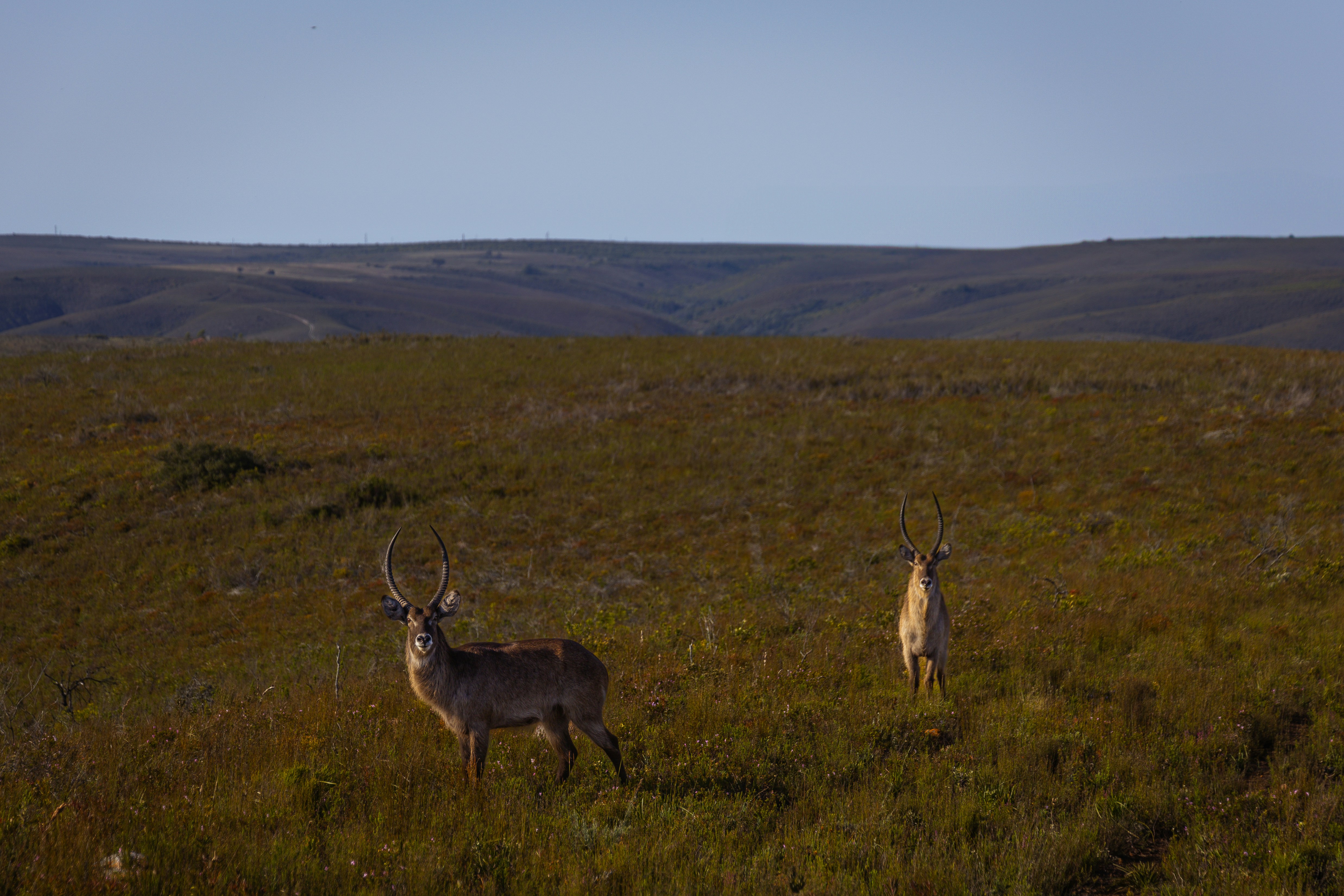 A couple of deer standing on top of a lush green field