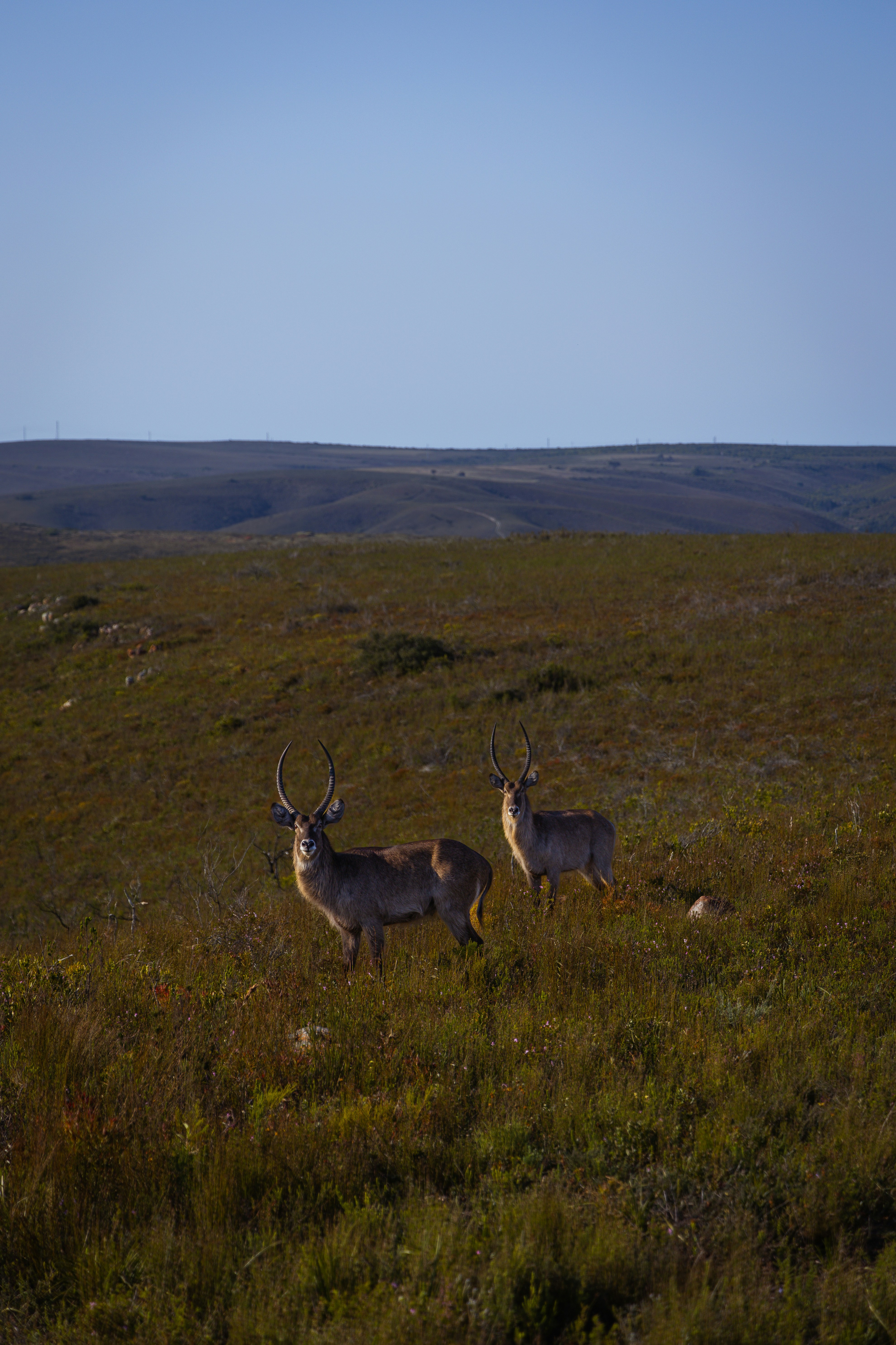 Twin Antlers on the Open Moor: Two Deer Stand Guard Over a Rolling Landscape