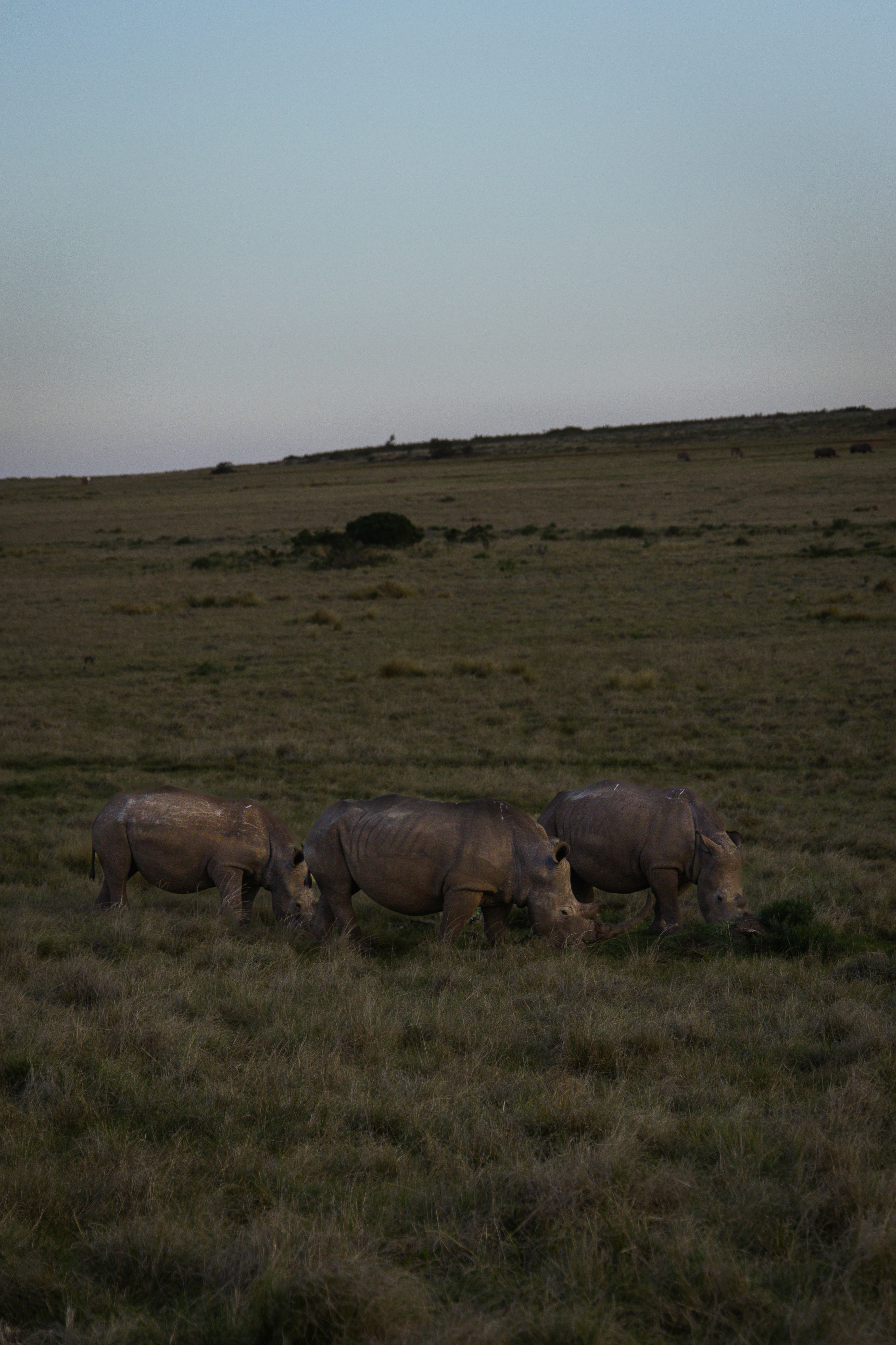 Dusk Grazers: A Small Herd of Rhinos on a Quiet Savanna