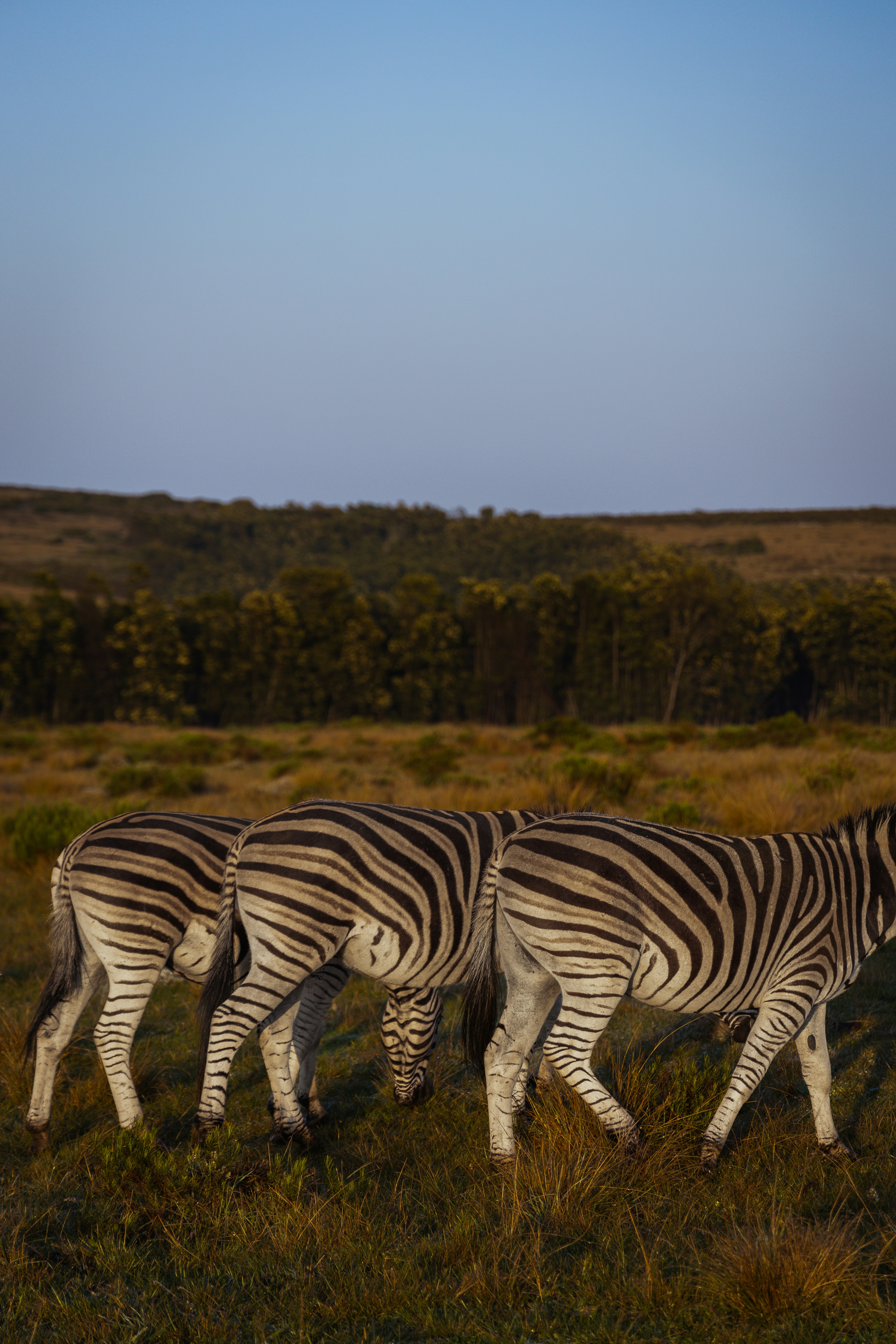 Evenfall Herd: Zebra Stripes on the Golden Savannah