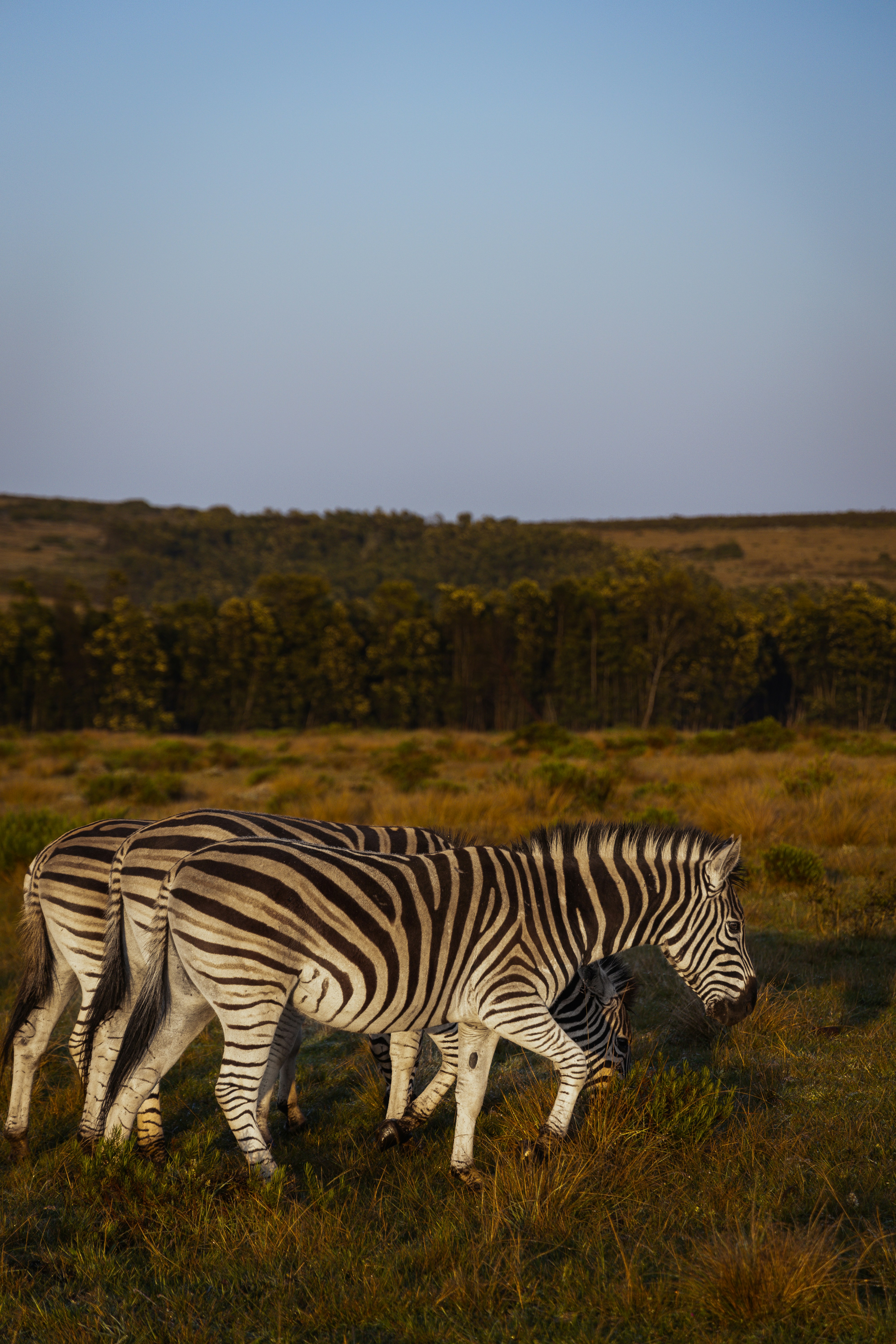 Dusk in Striped Silence: Zebras at the Savannah Edge