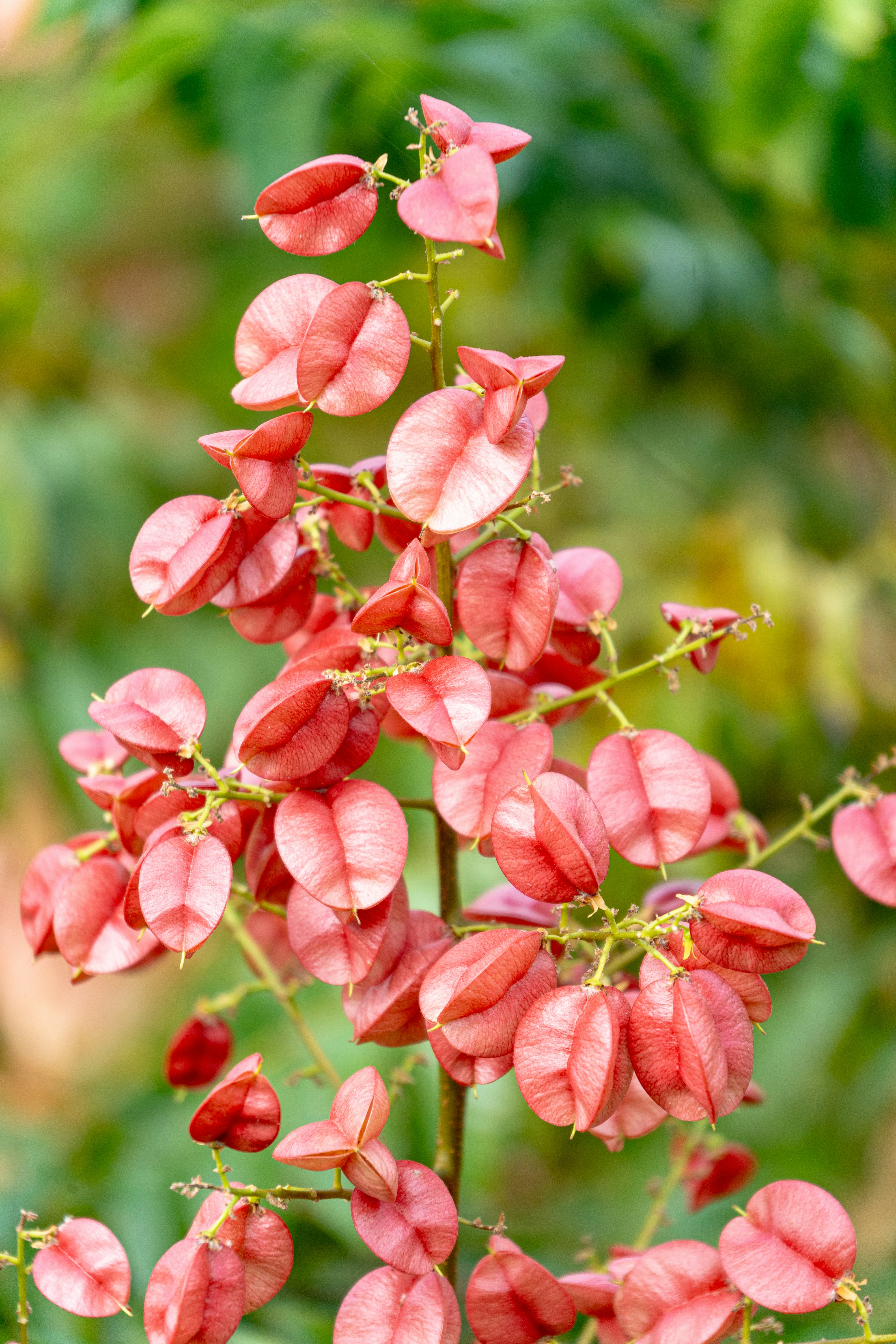 Pink Heart Leaves Cascade in Soft Green Bokeh