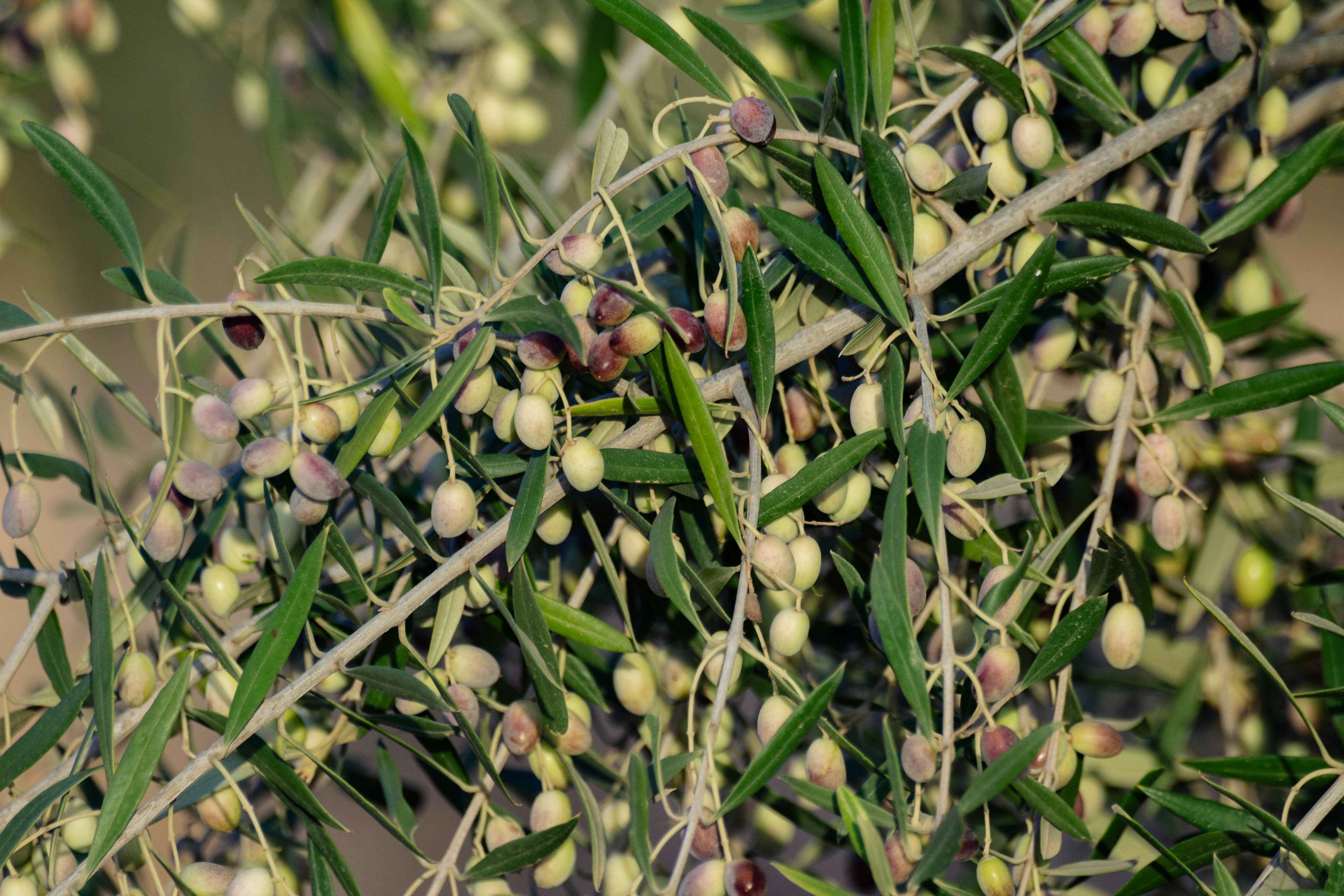 Olive Web: Close-Up of Ripening Fruit in a Green Tangle