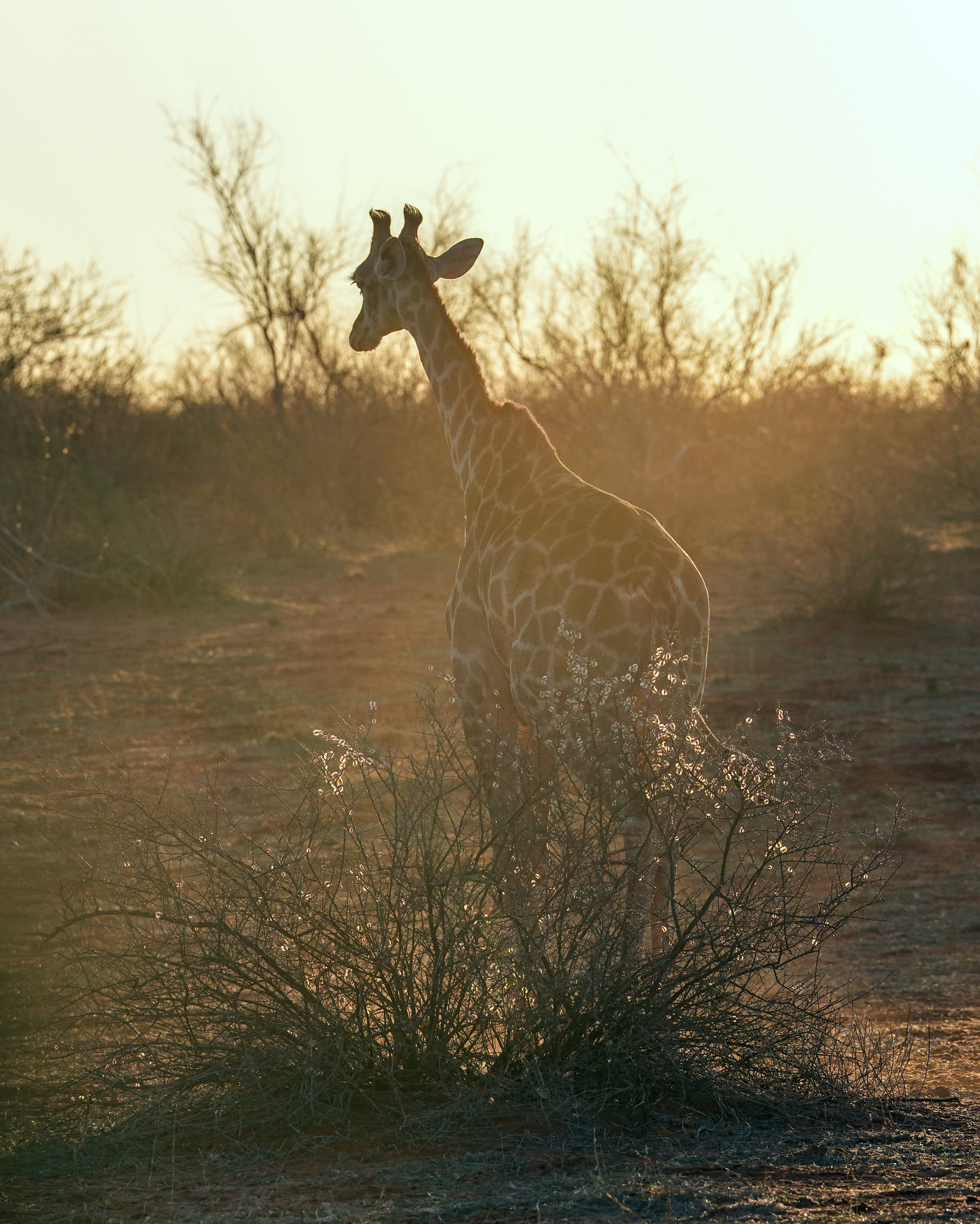 Giraffe in Golden Hour Backlight: A Quiet Savannah Sentinel