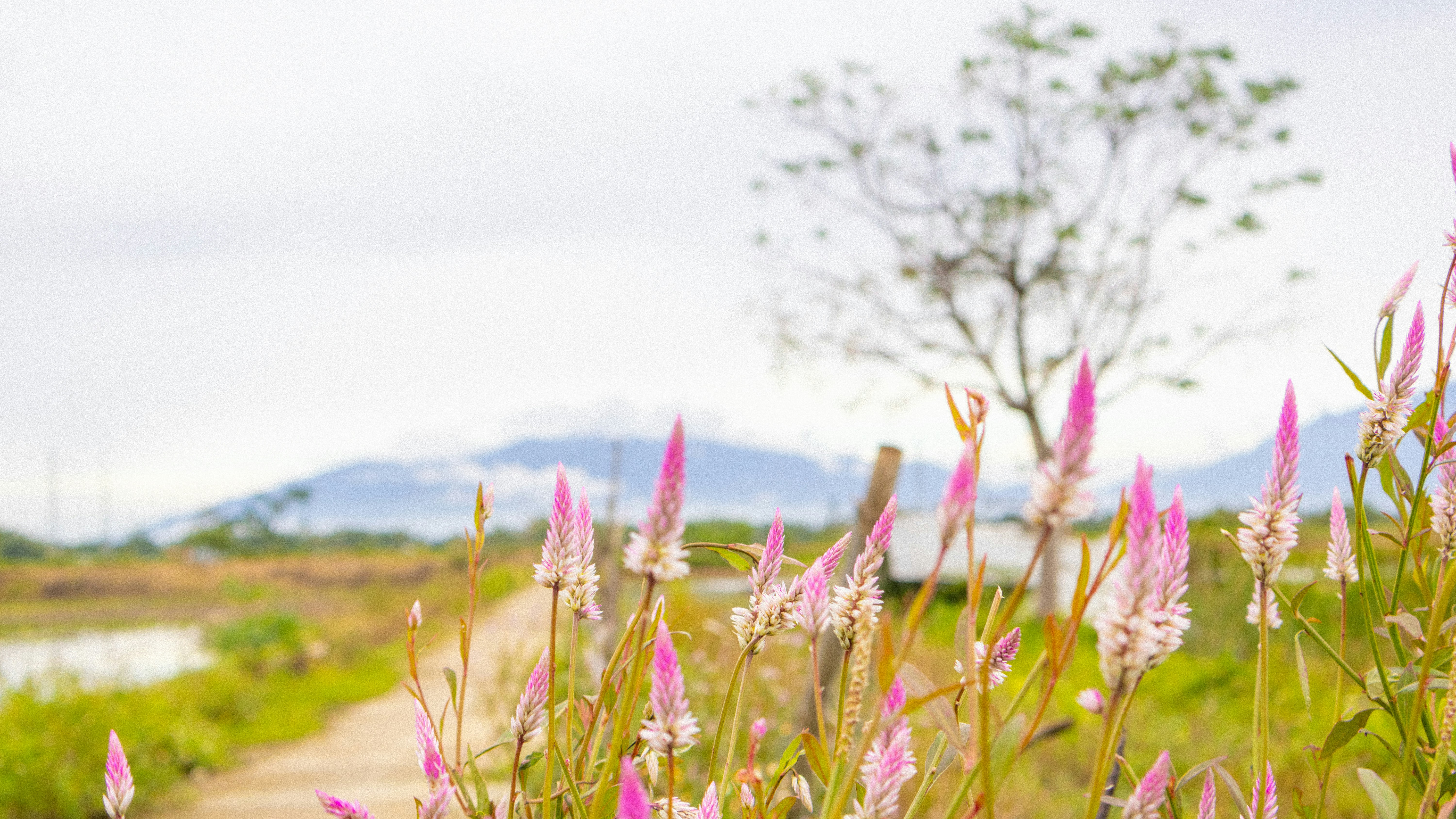 Pink-tipped stalks in a sunlit meadow approaching distant hills