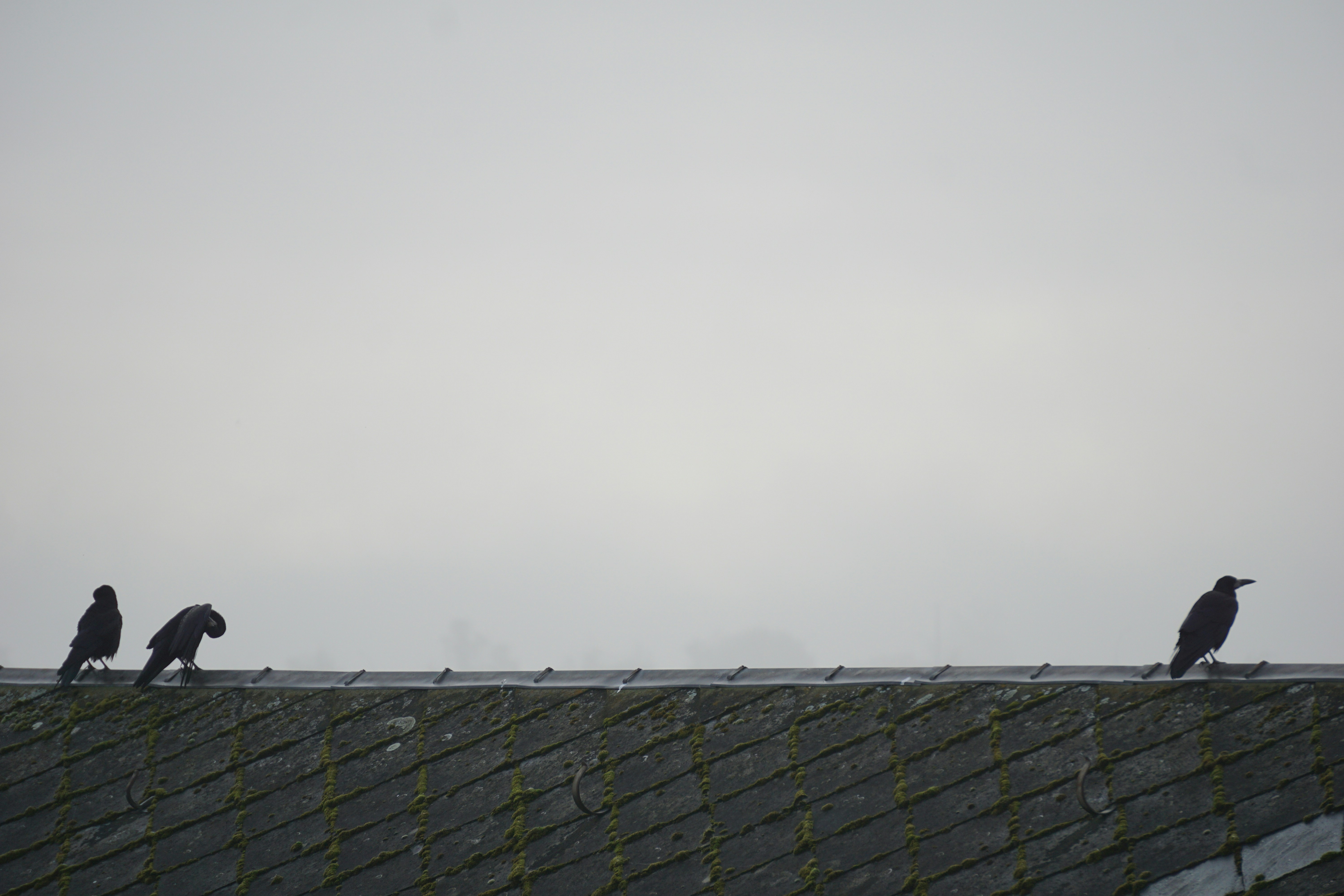 Ridgeline Quartet: Birds at Rest on a Slate Roof