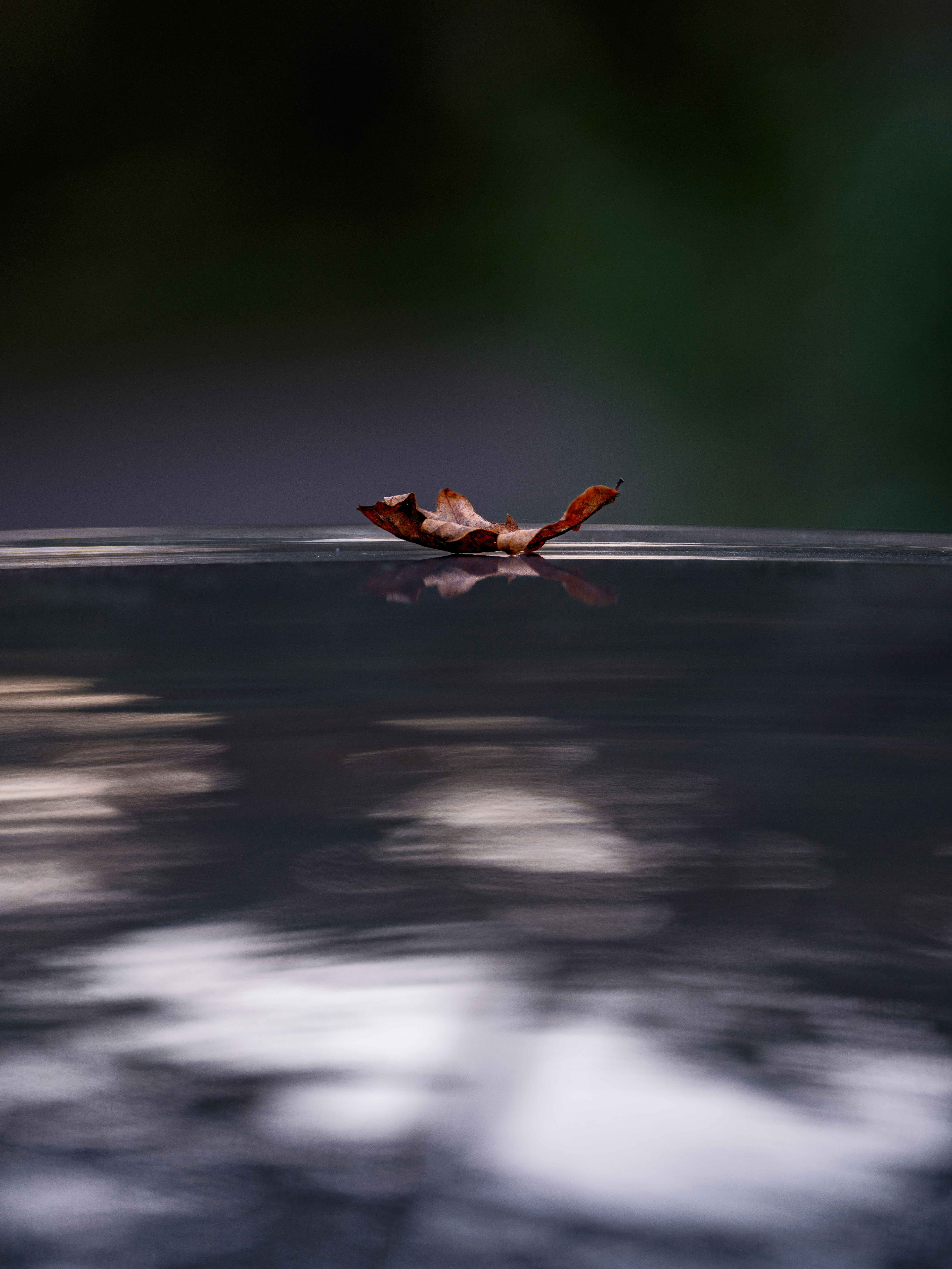 Leaf at the Waterline: A Quiet Reflection on Glass