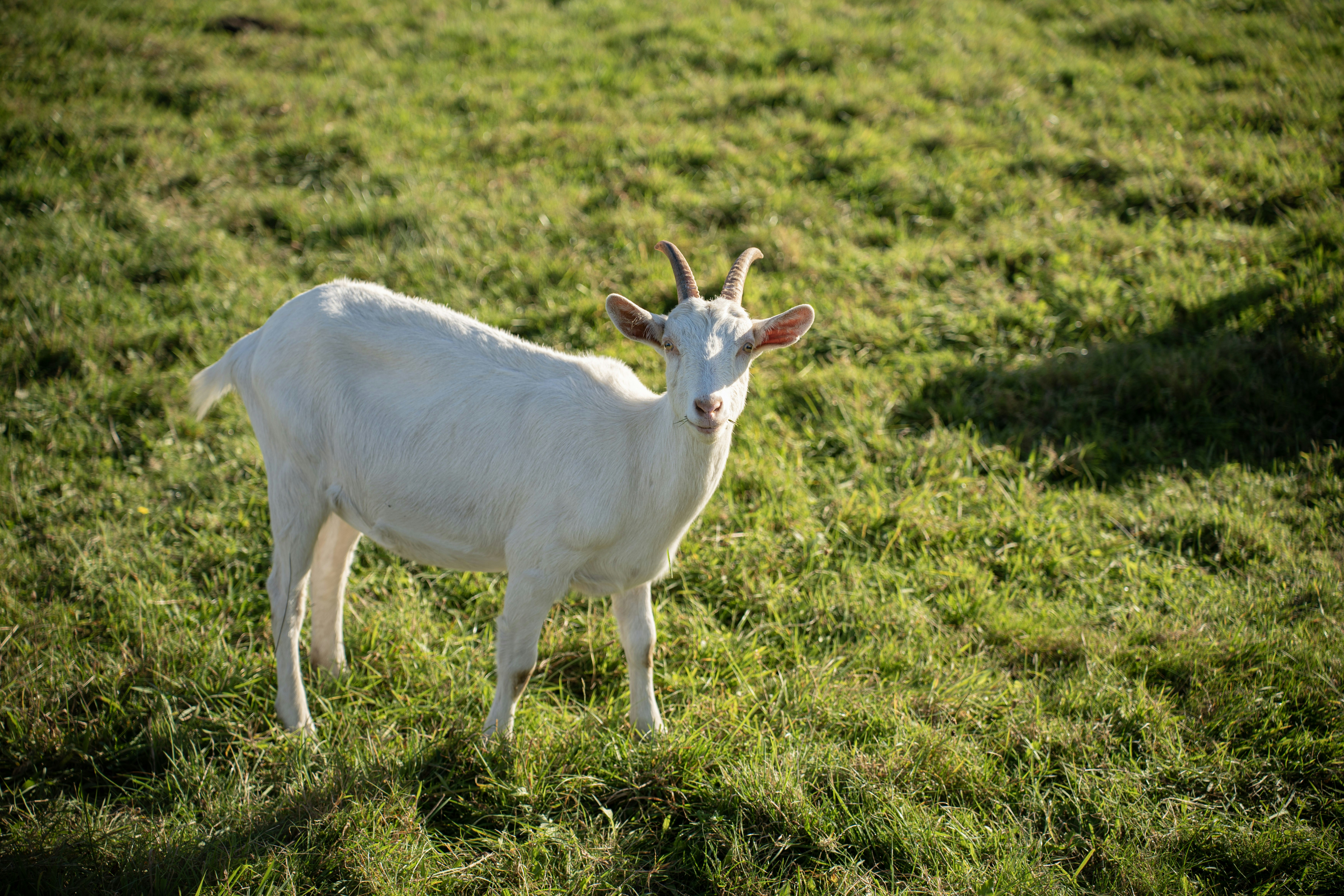 A white goat standing on top of a lush green field photo – Free Goat ...
