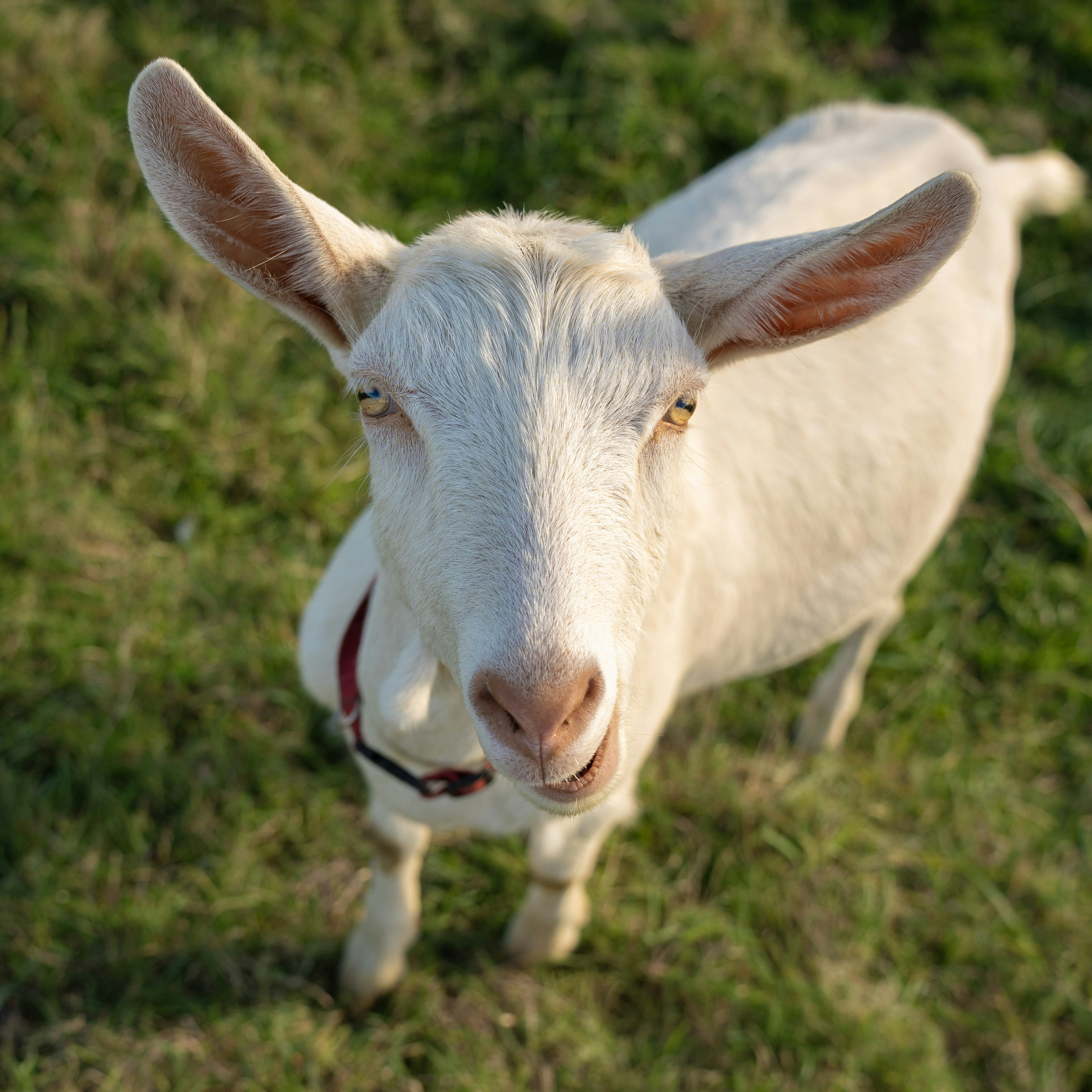 Um close-up de uma cabra em um campo gramado foto – Imagem grátis sobre ...
