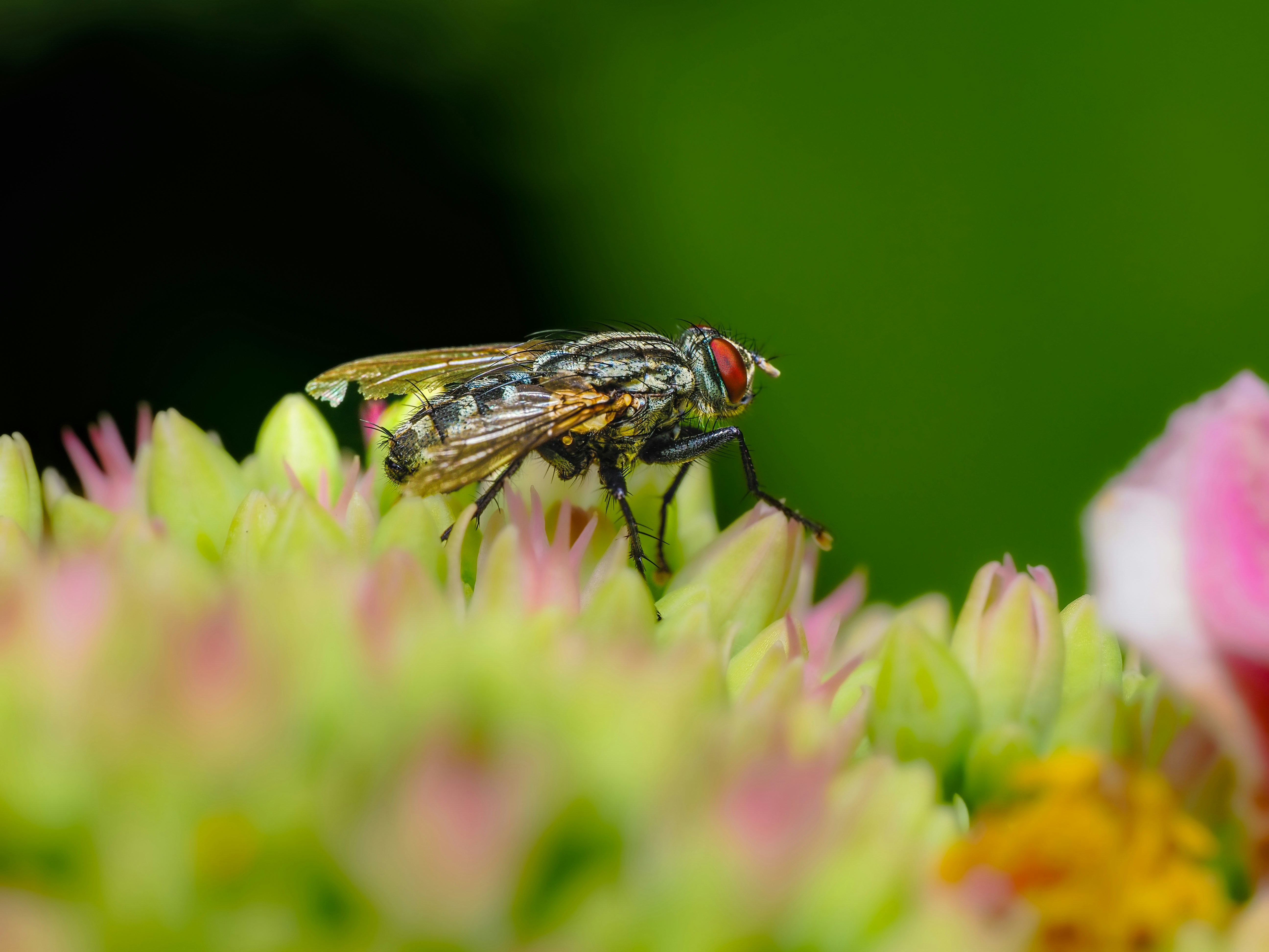 Hoverfly on Neon-Pastel Buds: A Macro Moment in Flower Light