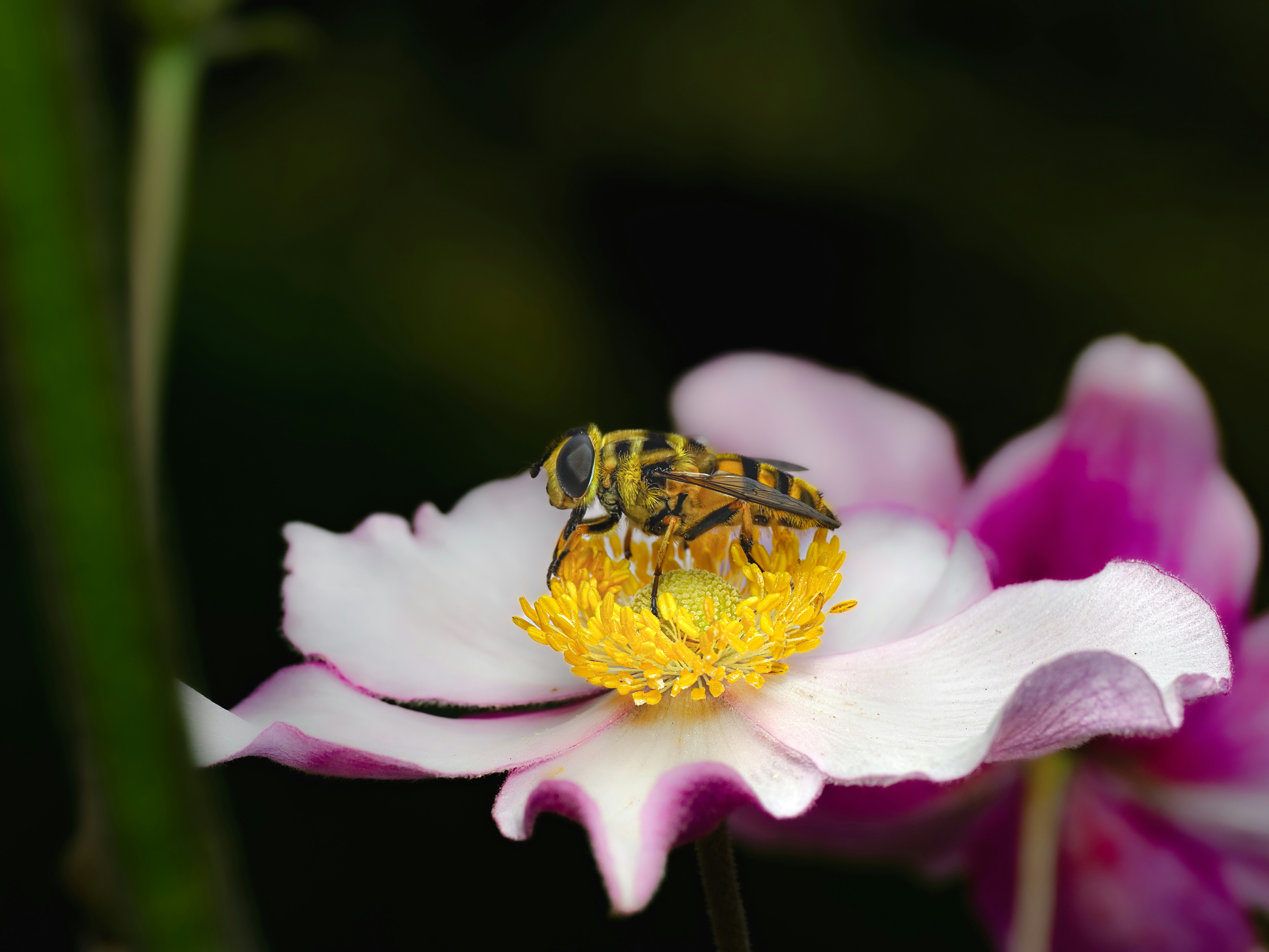 Bee at the Golden Pollen Crown of a Pink-Edged Poppy