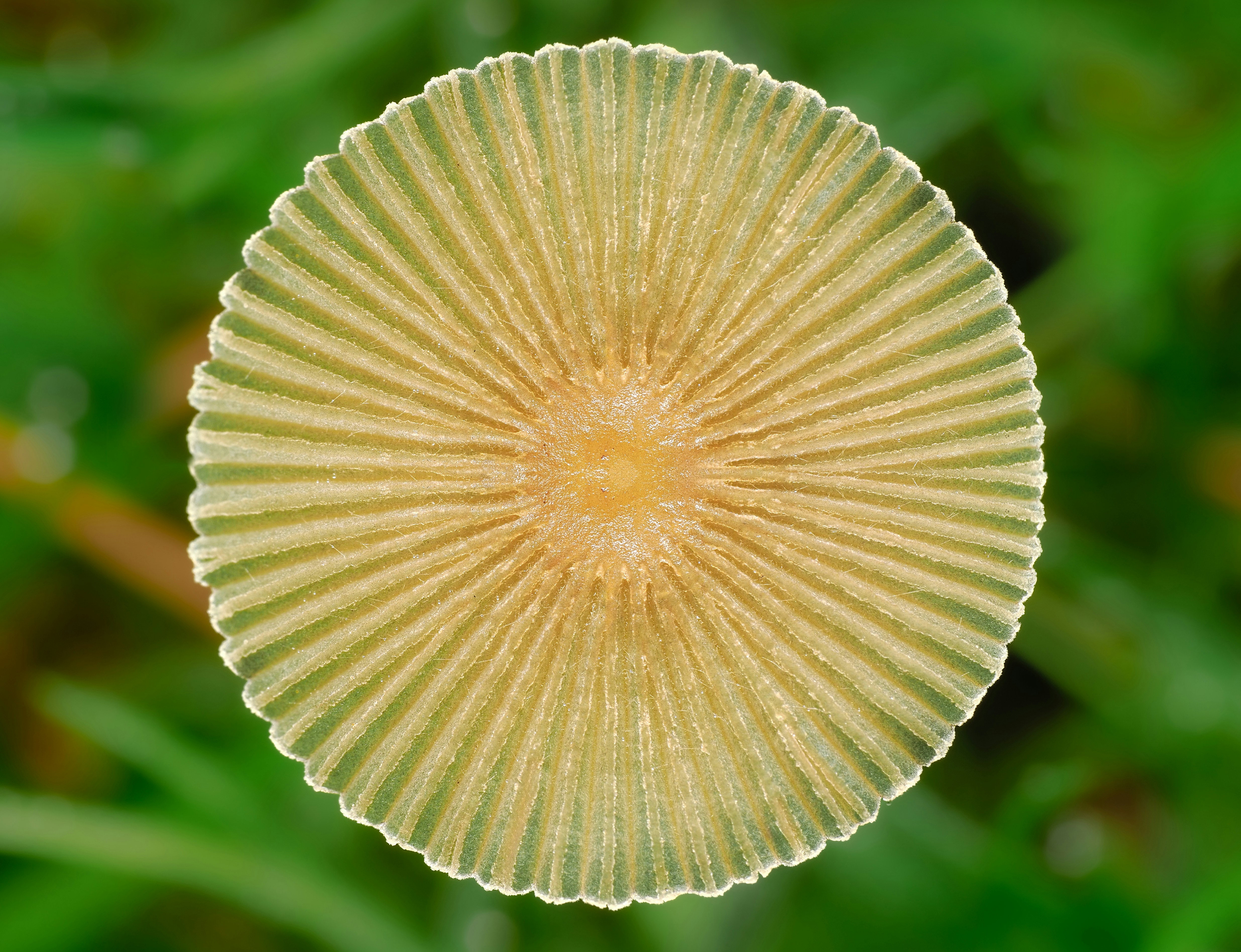 Radial Gills: A Top-Down Close-Up of a Pale Mushroom Cap