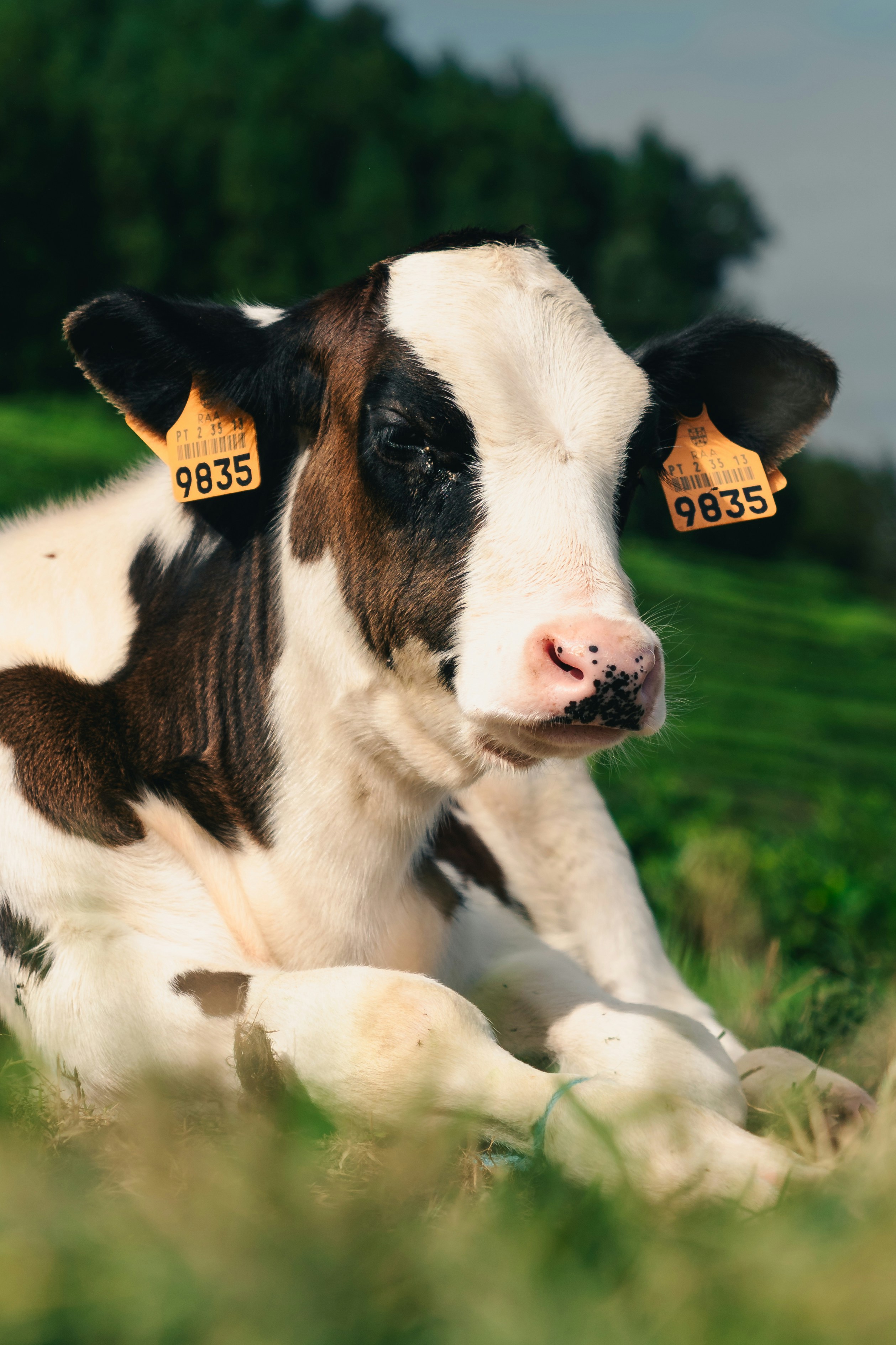 Pasture Portrait: Ear-tagged Cow at Quiet Noon