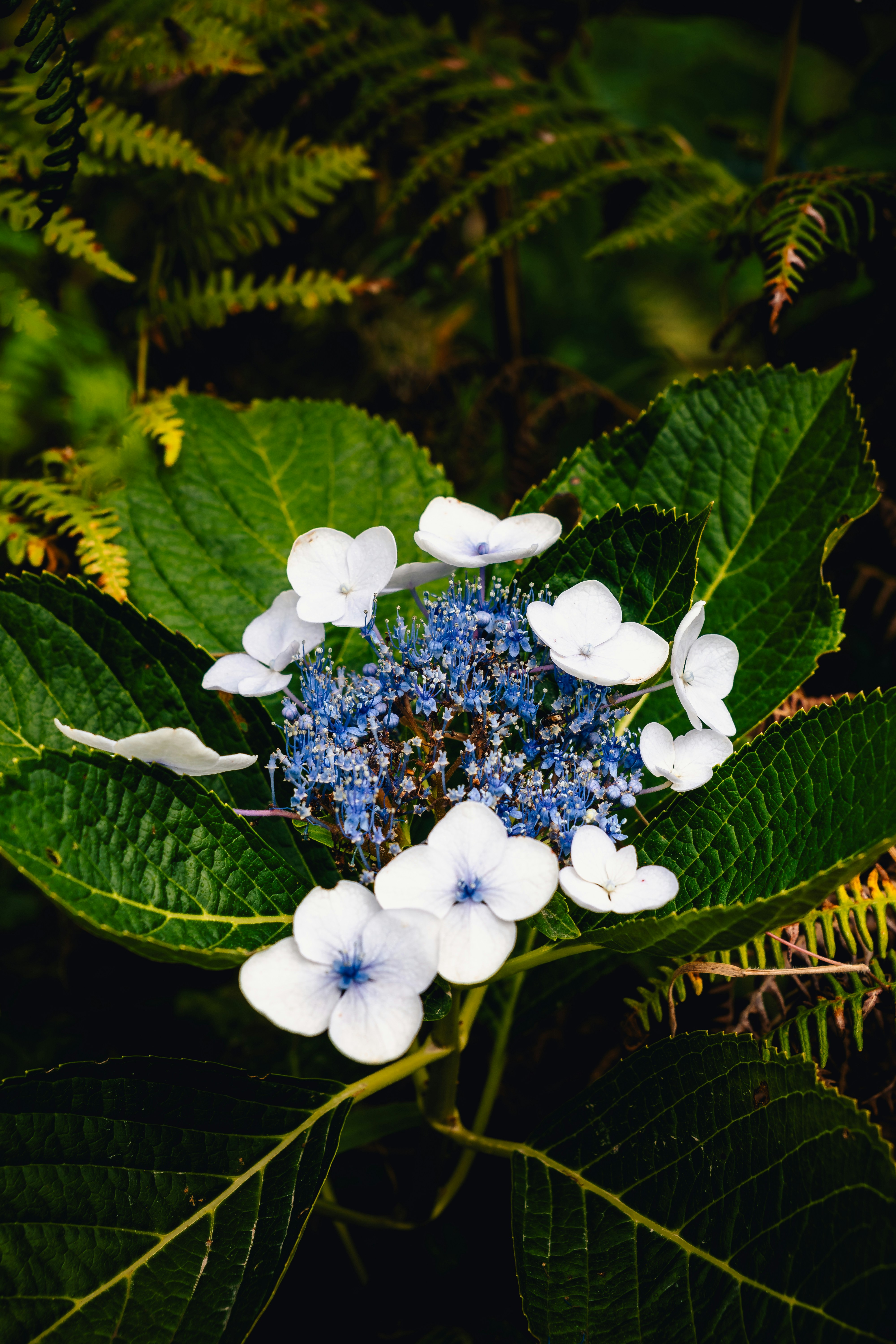 Blue-centered Lacecap Hydrangea Surrounded by Rich Green Foliage