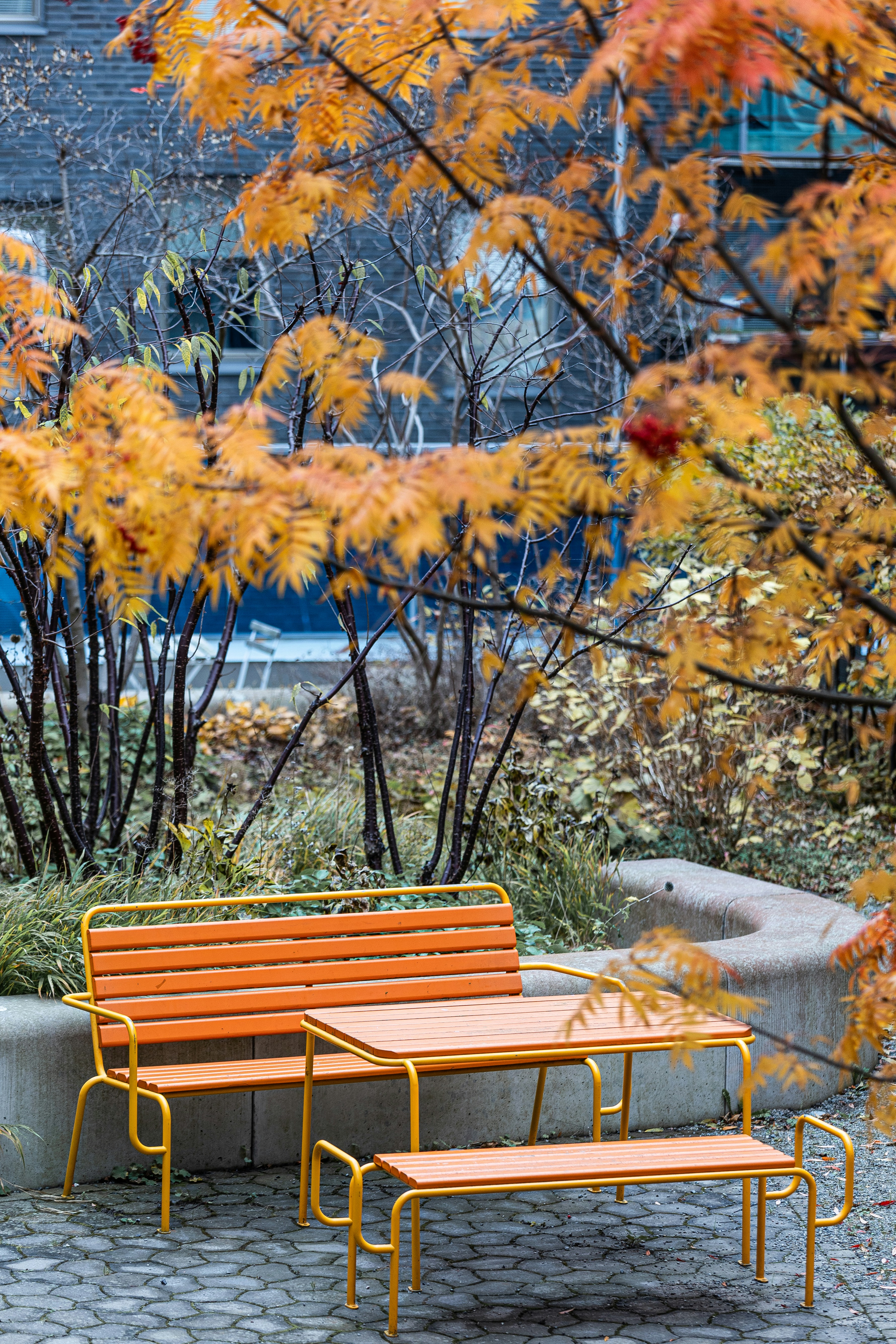 Amber Bench in a Quiet Autumn Courtyard Framed by Golden Foliage