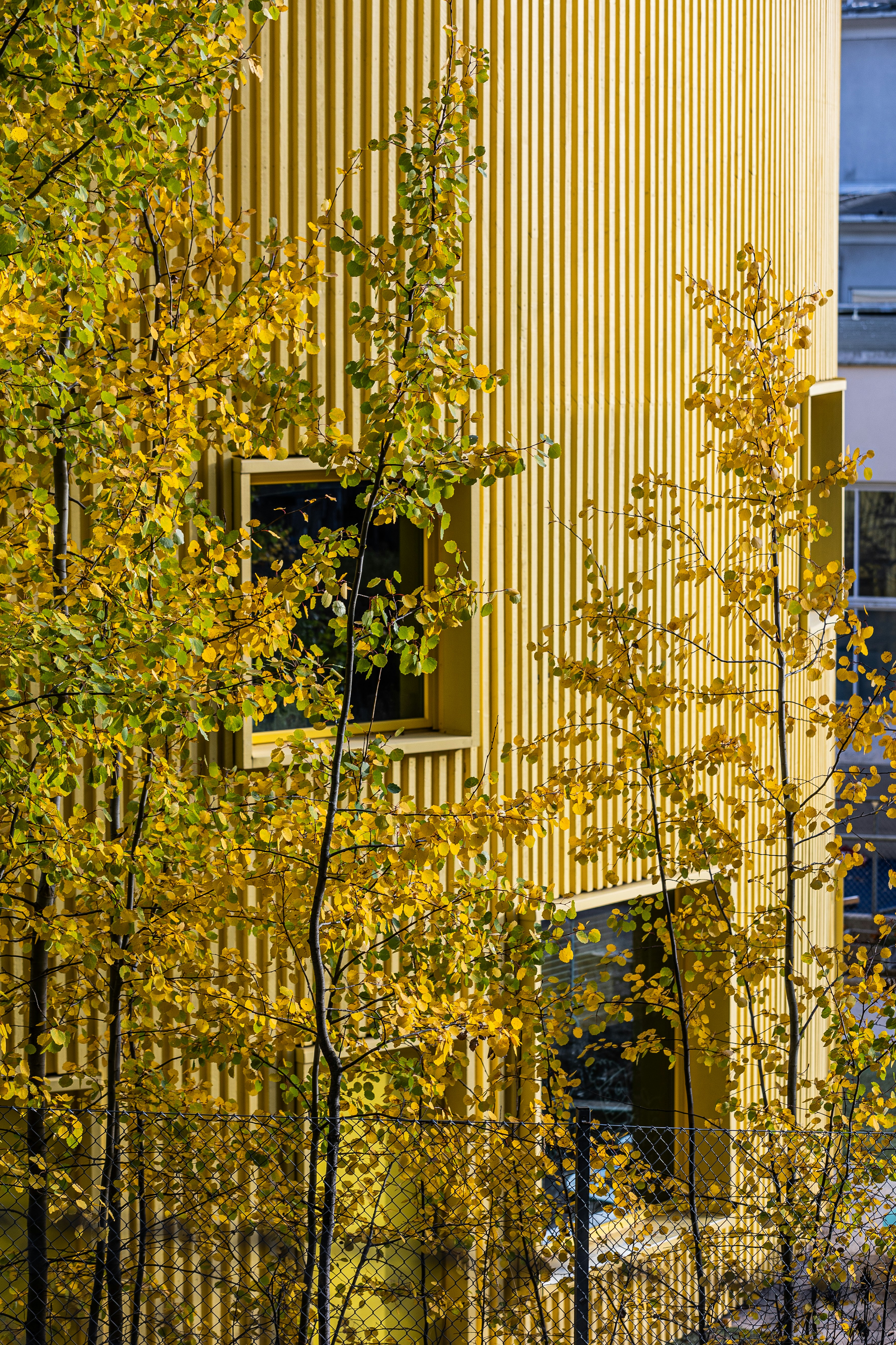 Autumn Veil on a Corrugated Yellow Facade
