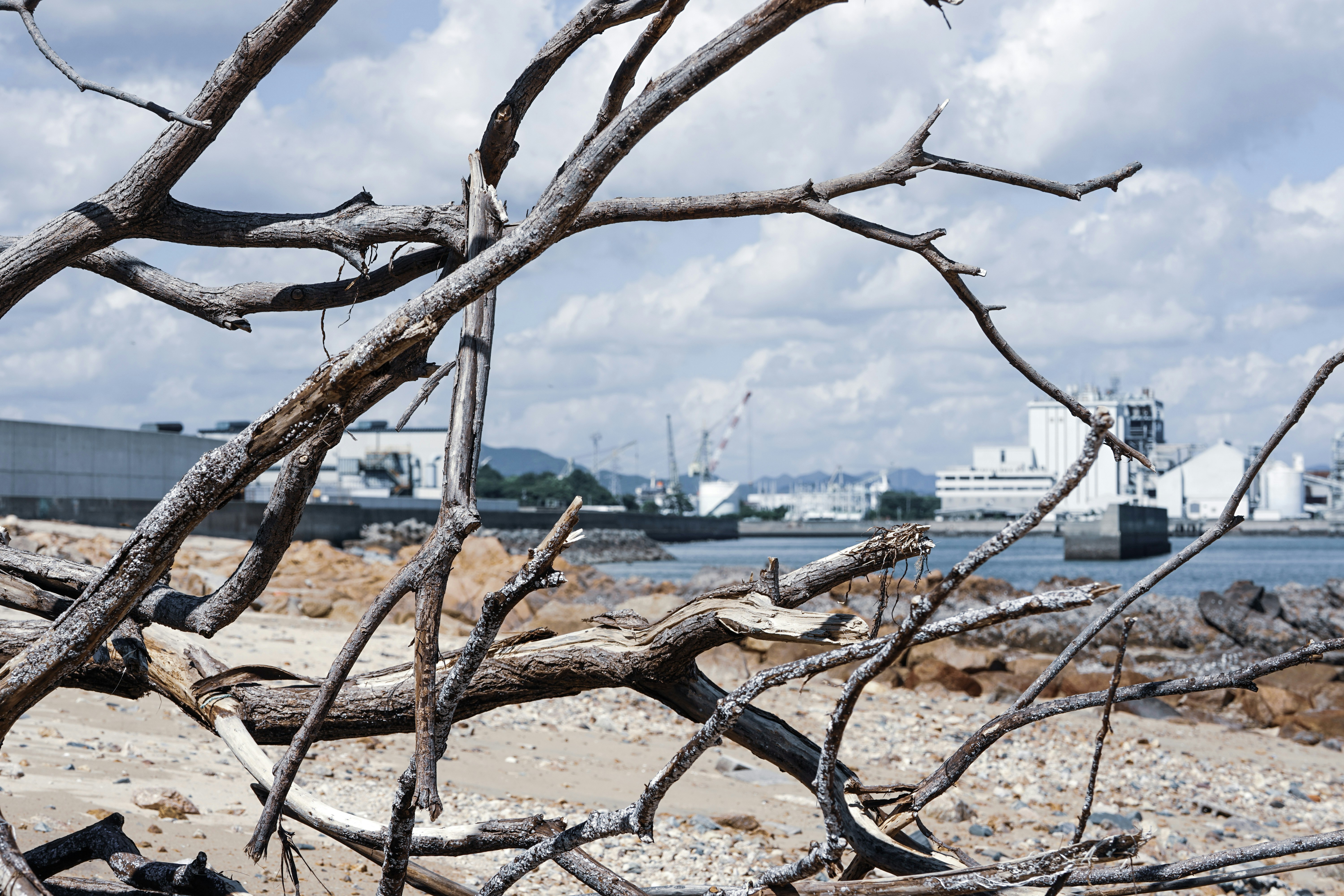 Weathered driftwood rests on a sandy beach with industrial ships in the background under a cloudy sky.