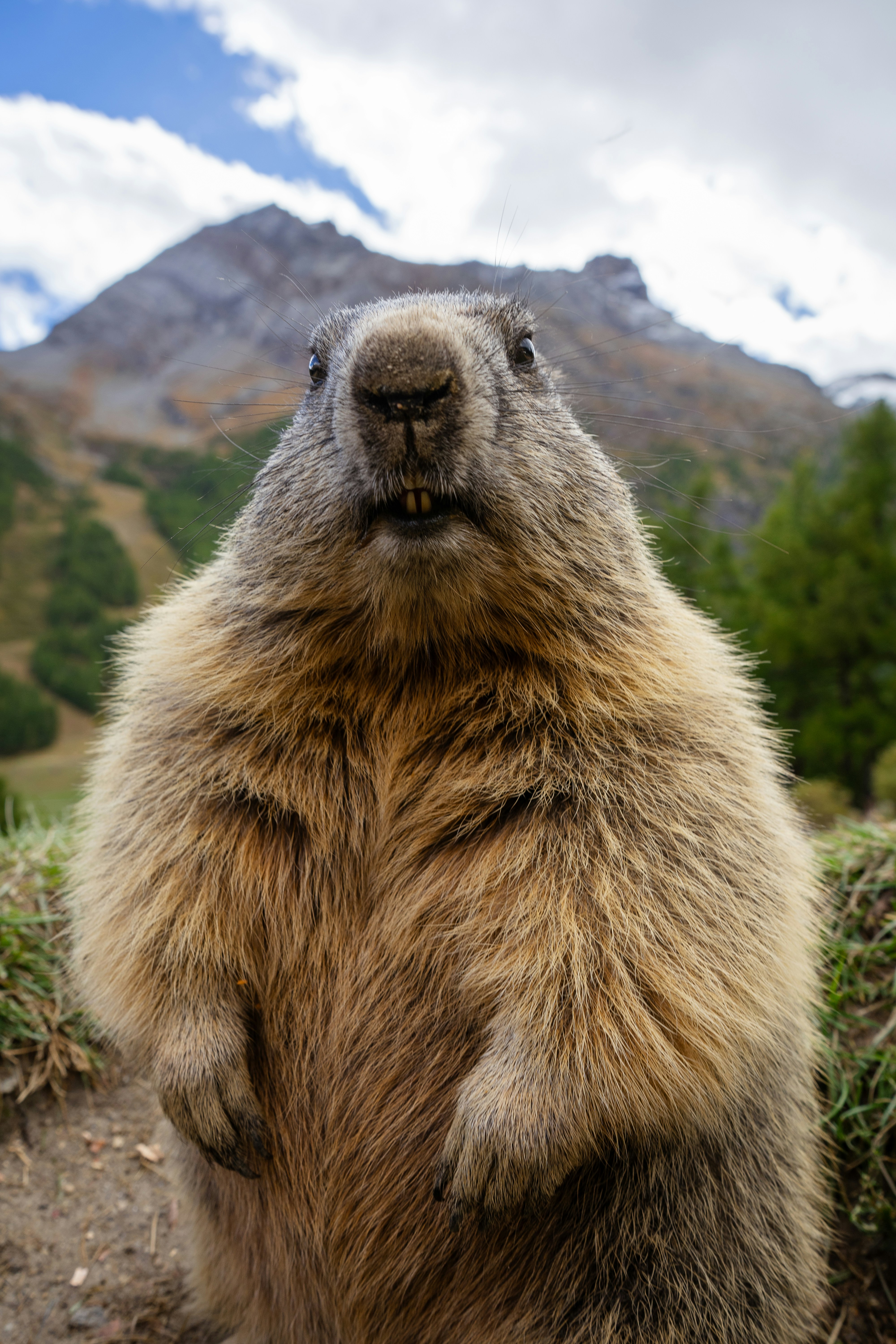 A groundhog standing on its hind legs in front of a mountain photo ...