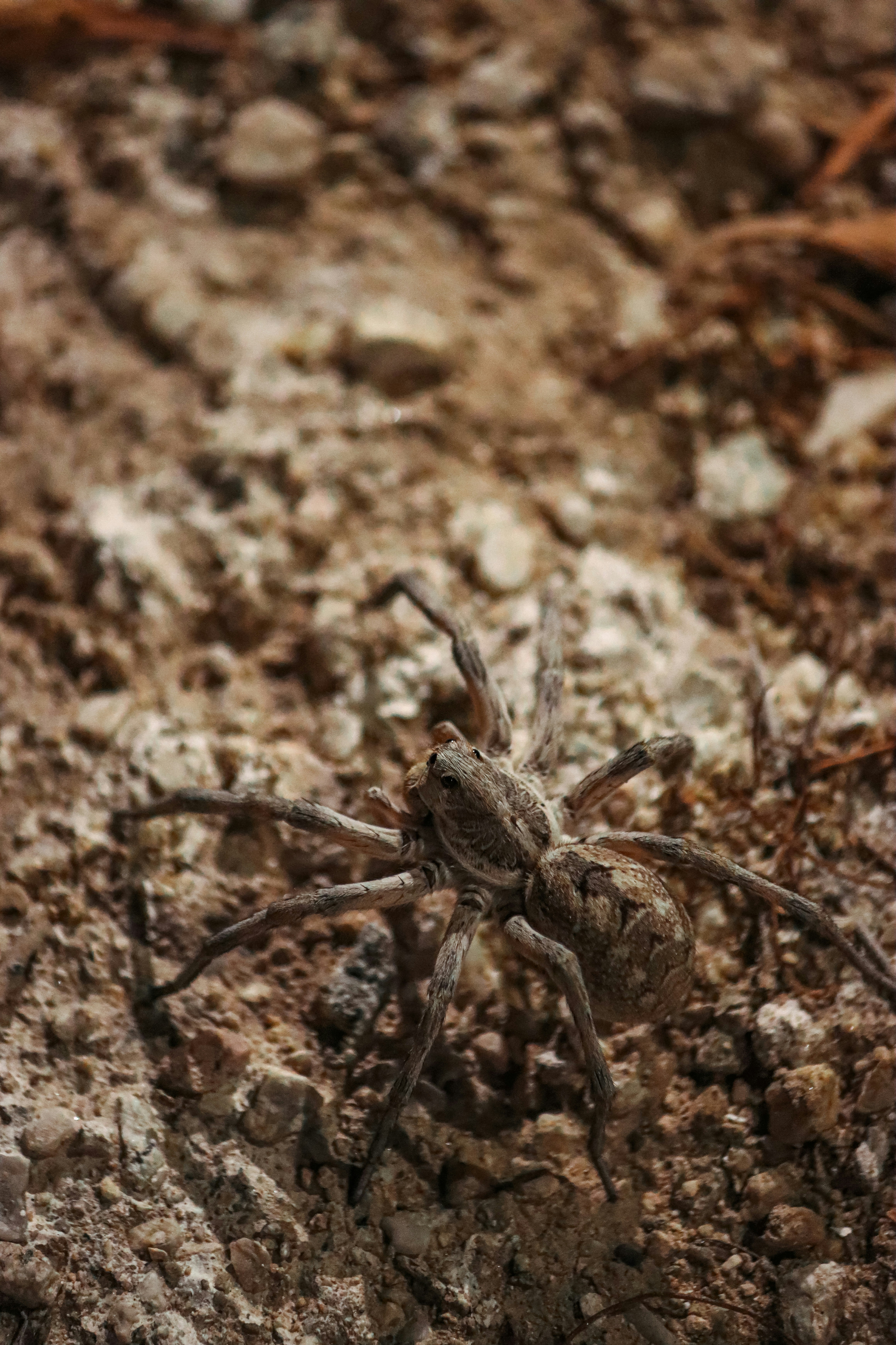 Earthbound Beauty: A Ground-Level Spider Standing Guard