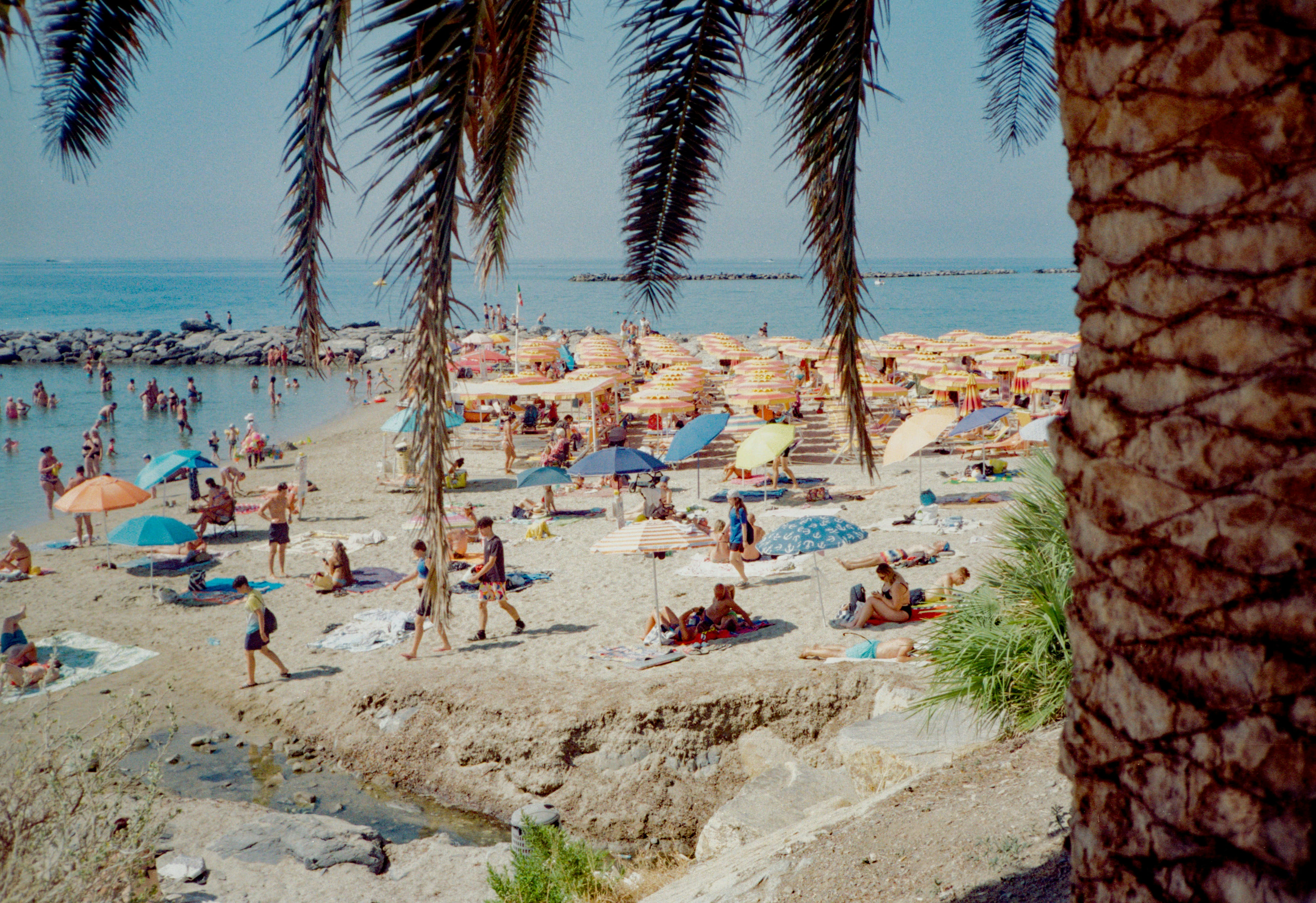 Crowded beach with sunbathers under vibrant umbrellas and tall palm trees near the shore.