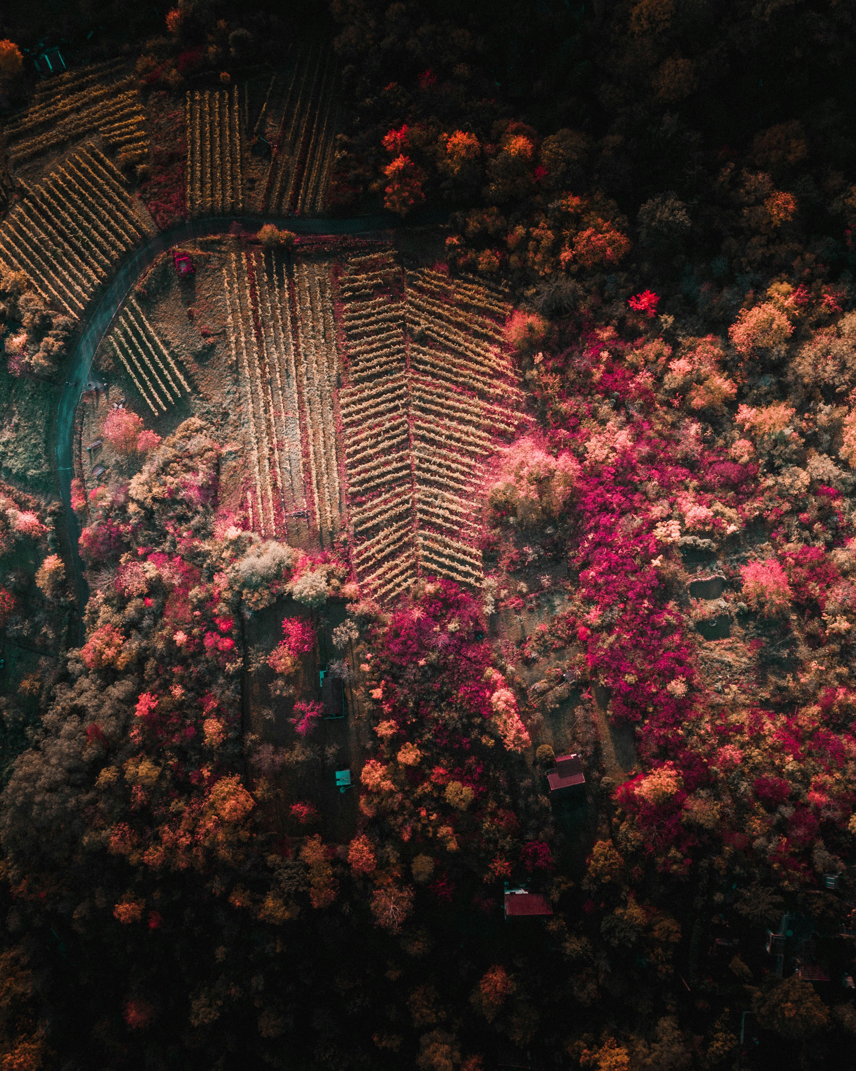 Vineyards in the Ember Forest: Terraced Rows Amid Autumnal Hues