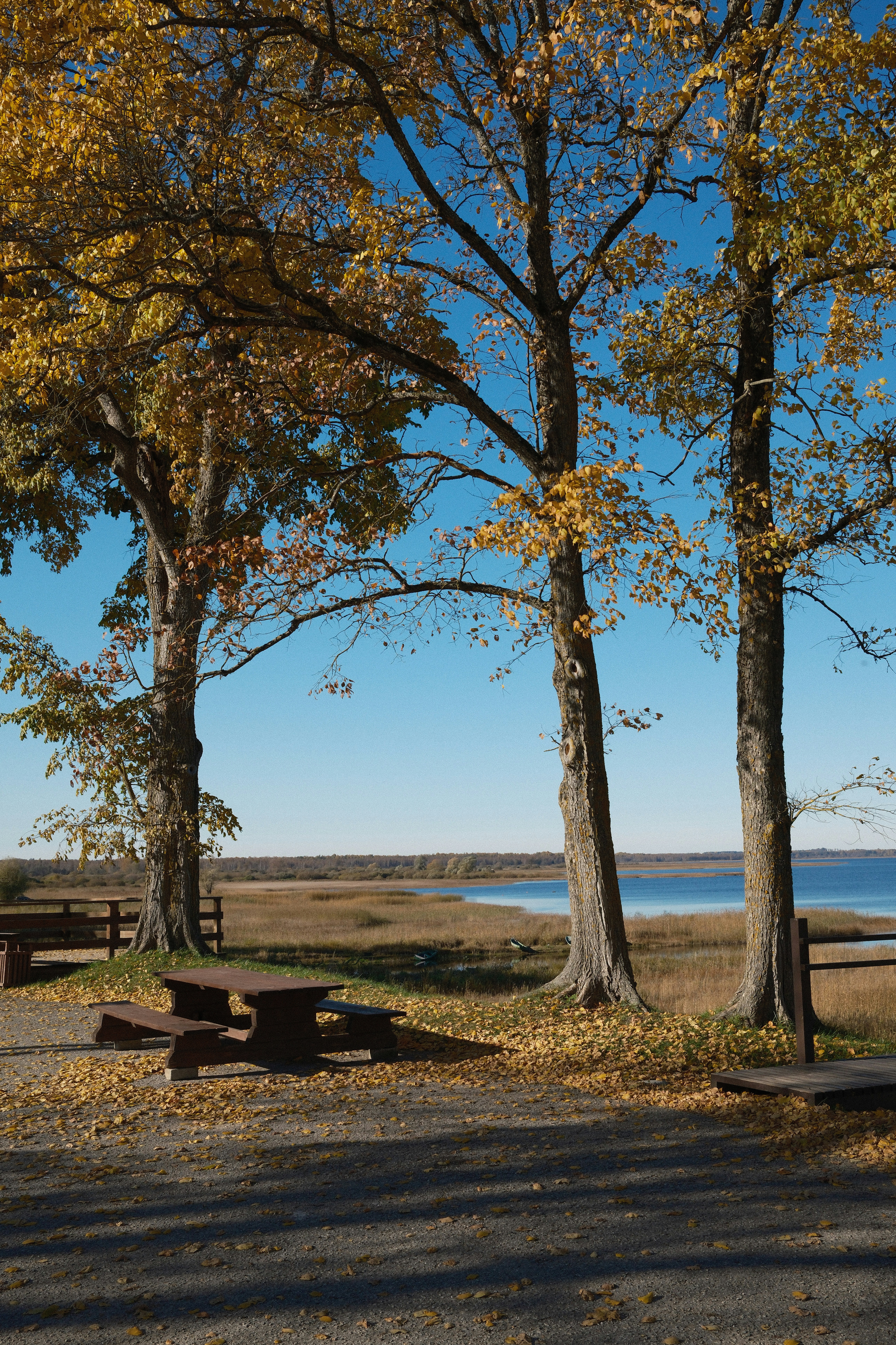 Three Autumn Sentinels Overlooking a Calm Lakeside