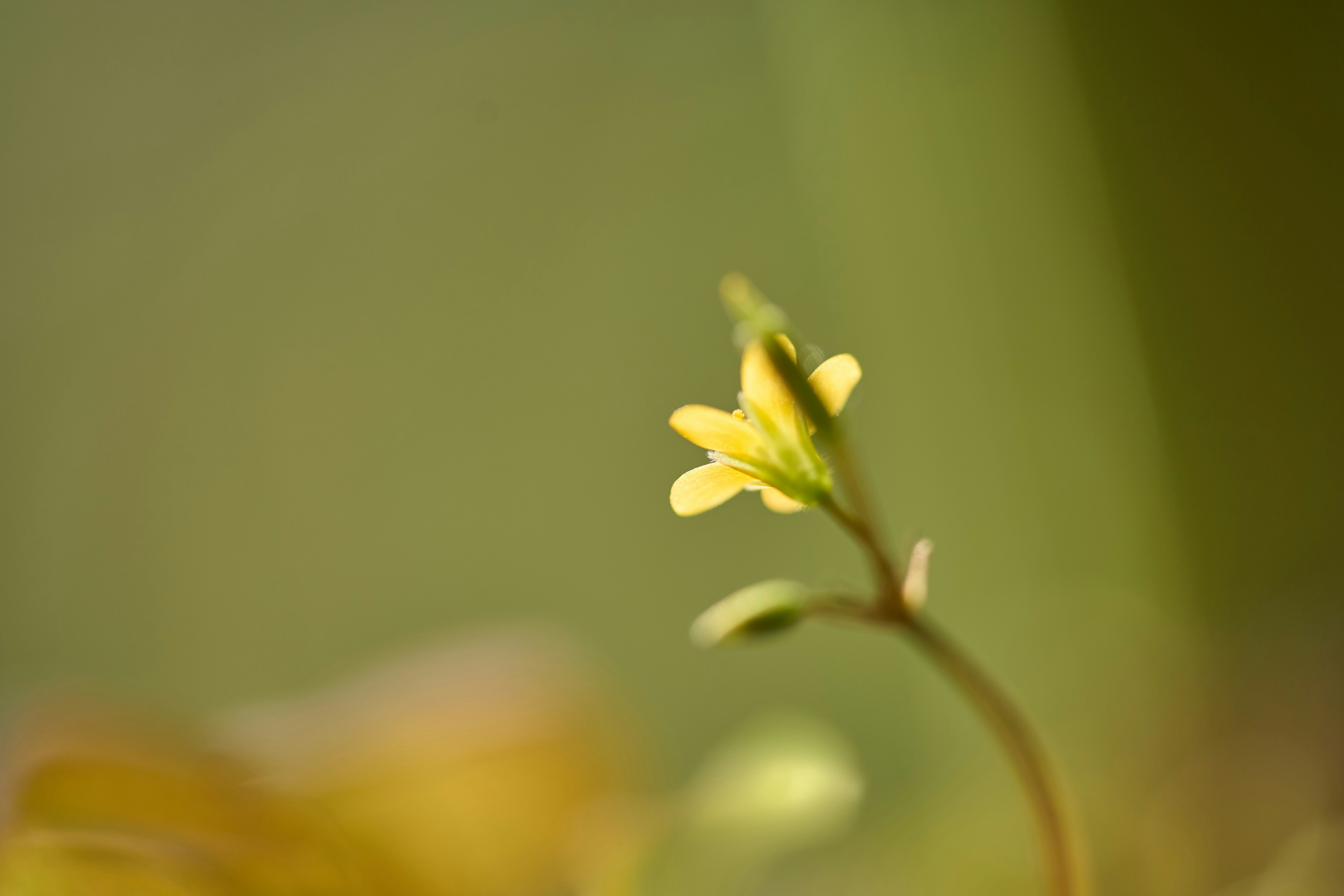 Photo by Wolfgang Hasselmann with Sony Alpha 7 IV